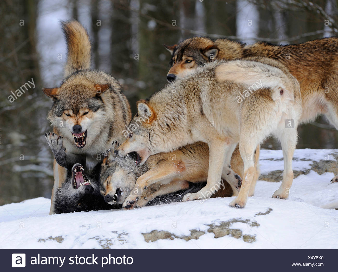 Angry Wolf Pack High Resolution Stock Photography and Images - Alamy