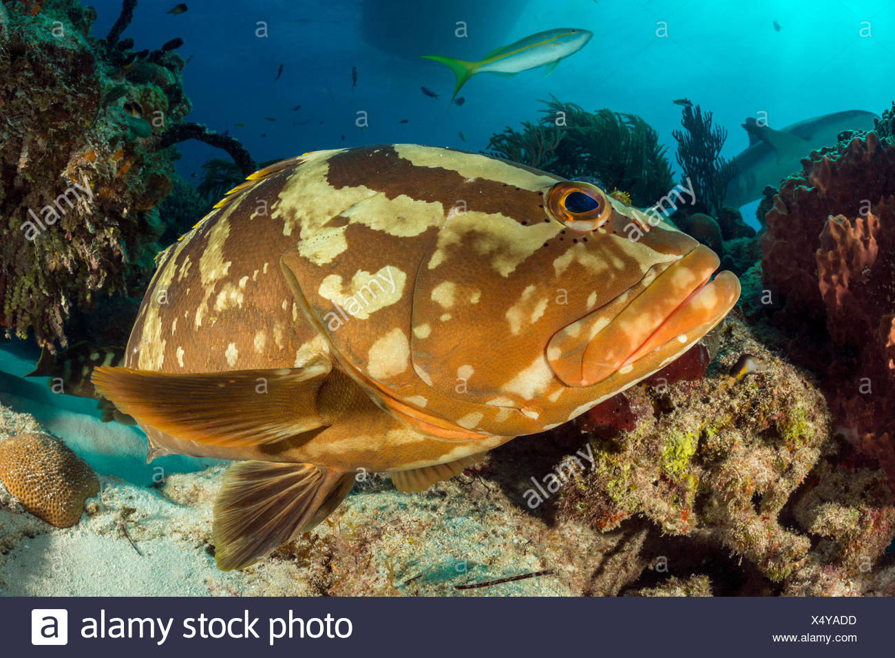 Nassau Grouper High Resolution Stock Photography and Images - Alamy