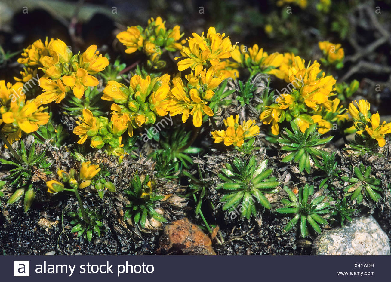 Yellow Whitlow Grass Draba High Resolution Stock Photography and Images ...