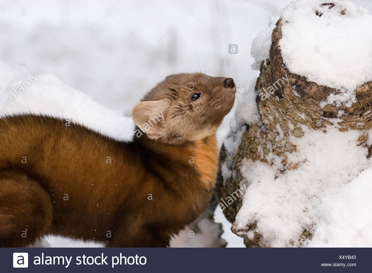 American Pine Marten Stock Photos & American Pine Marten Stock Images ...