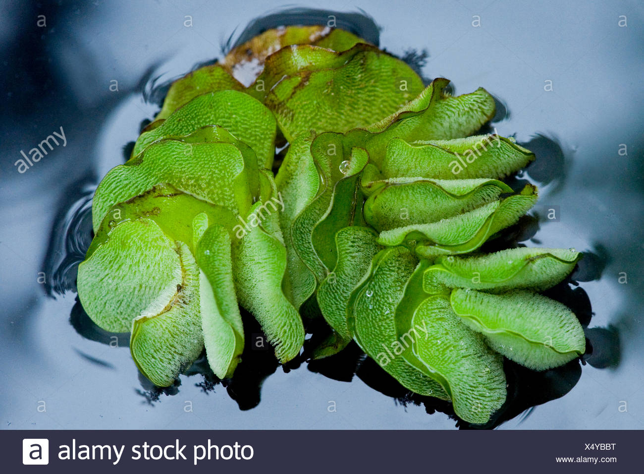 Floating Ferns High Resolution Stock Photography and Images - Alamy