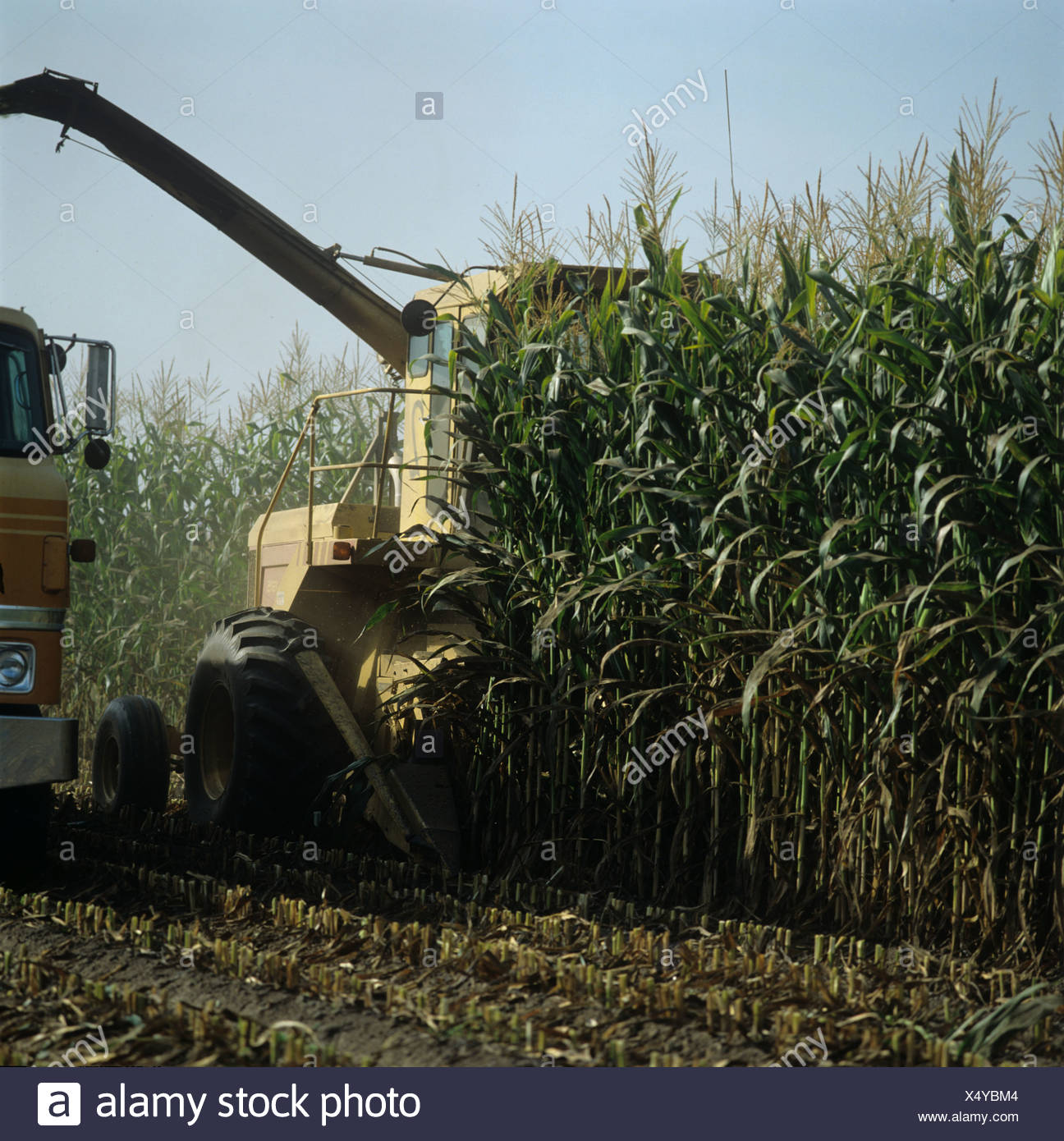 Large Corn Field Stock Photos & Large Corn Field Stock Images - Alamy