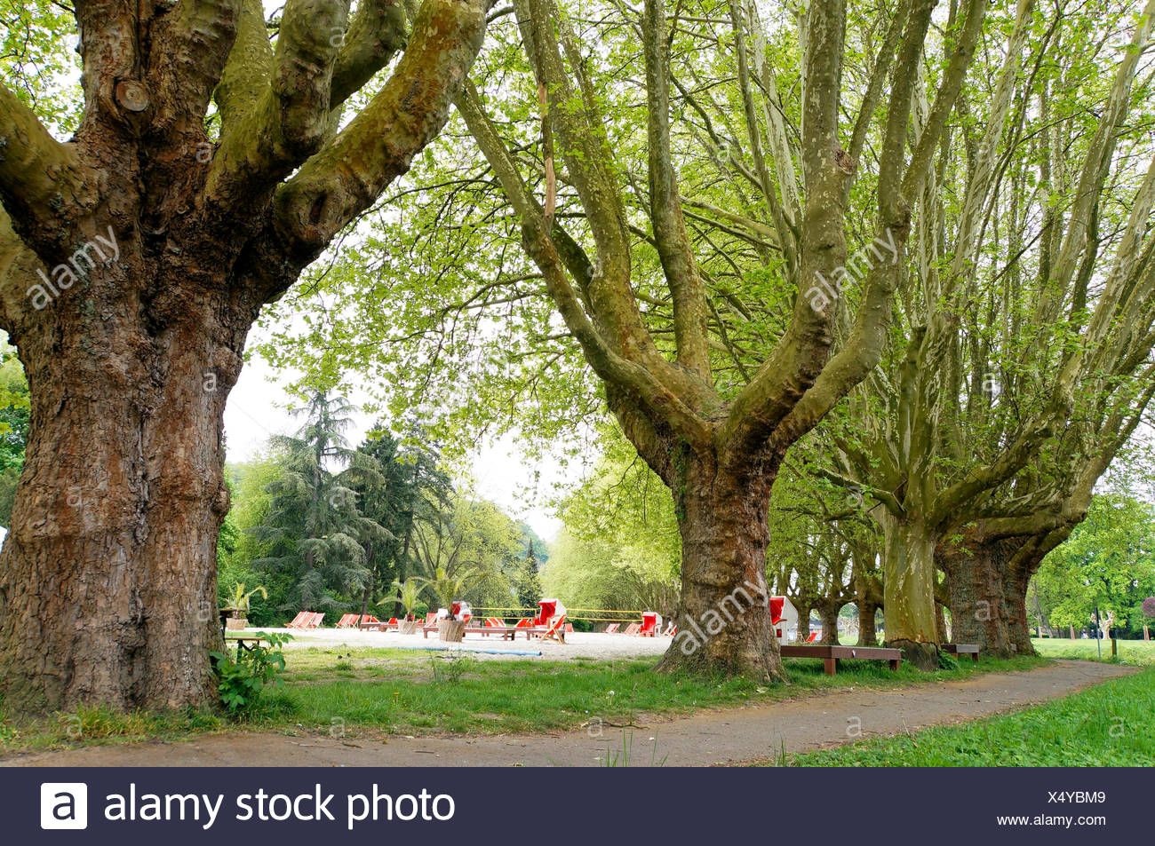 Planetree High Resolution Stock Photography and Images - Alamy