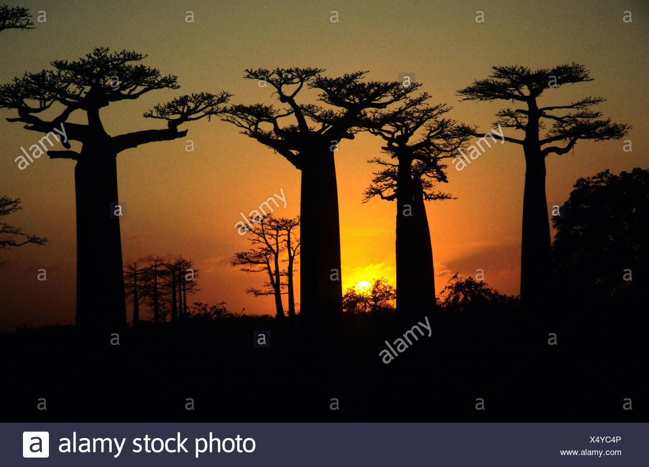 Baobab Trees Silhouette High Resolution Stock Photography and Images ...