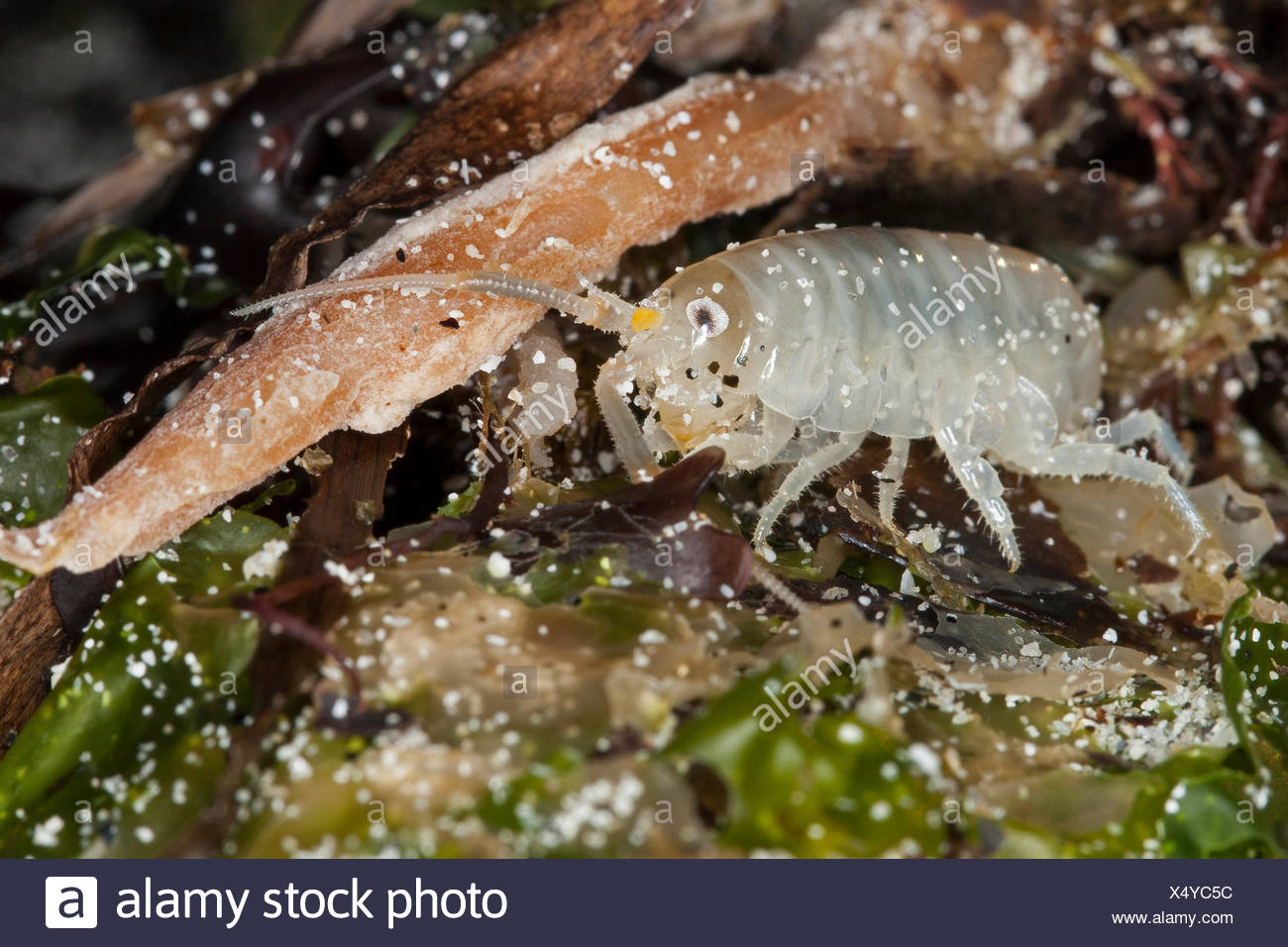 Sandhopper High Resolution Stock Photography and Images - Alamy