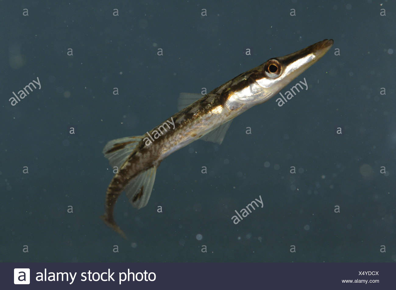 Stickleback Fish Stock Photos & Stickleback Fish Stock Images - Alamy