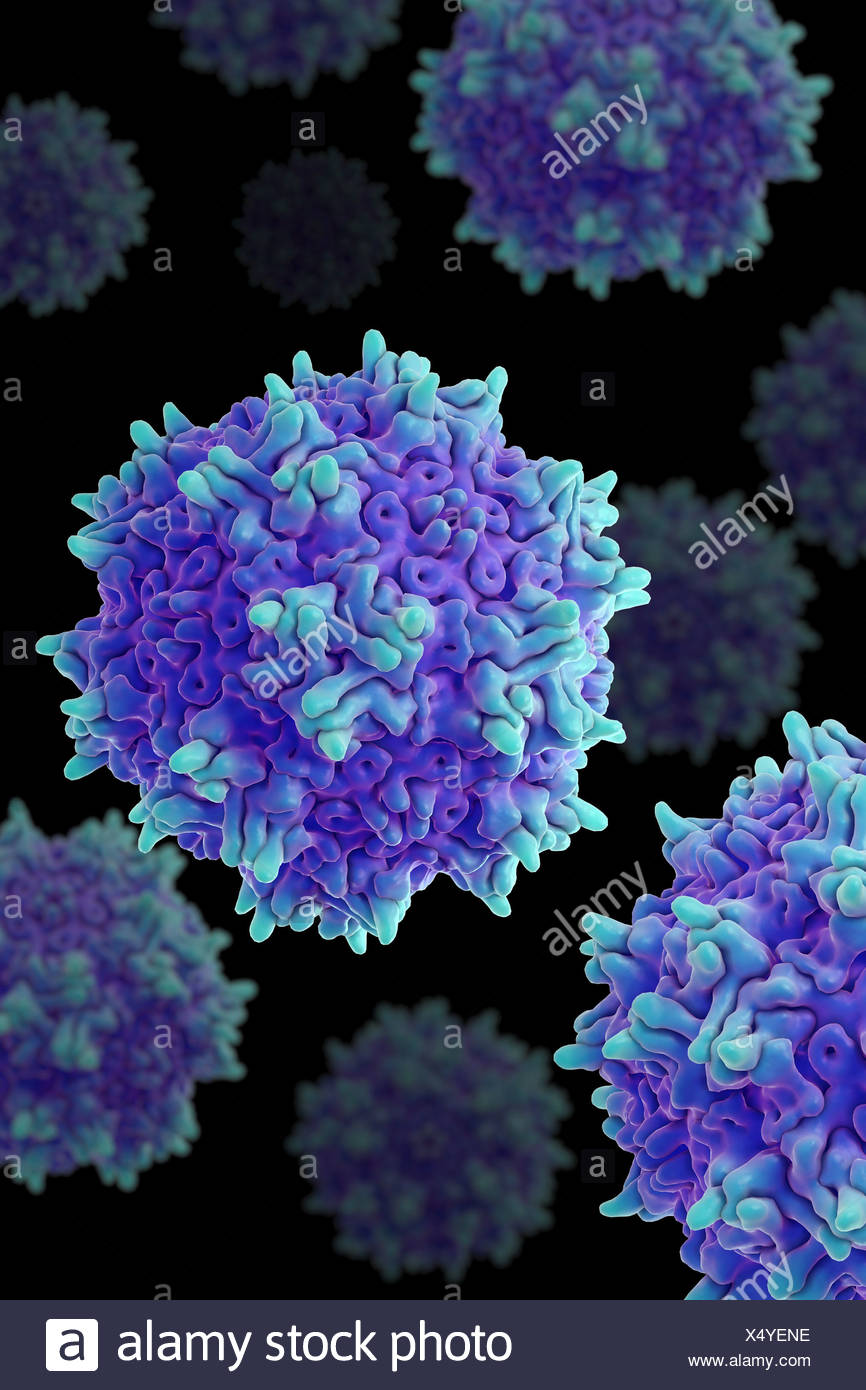 Adeno Associated Virus High Resolution Stock Photography and Images - Alamy