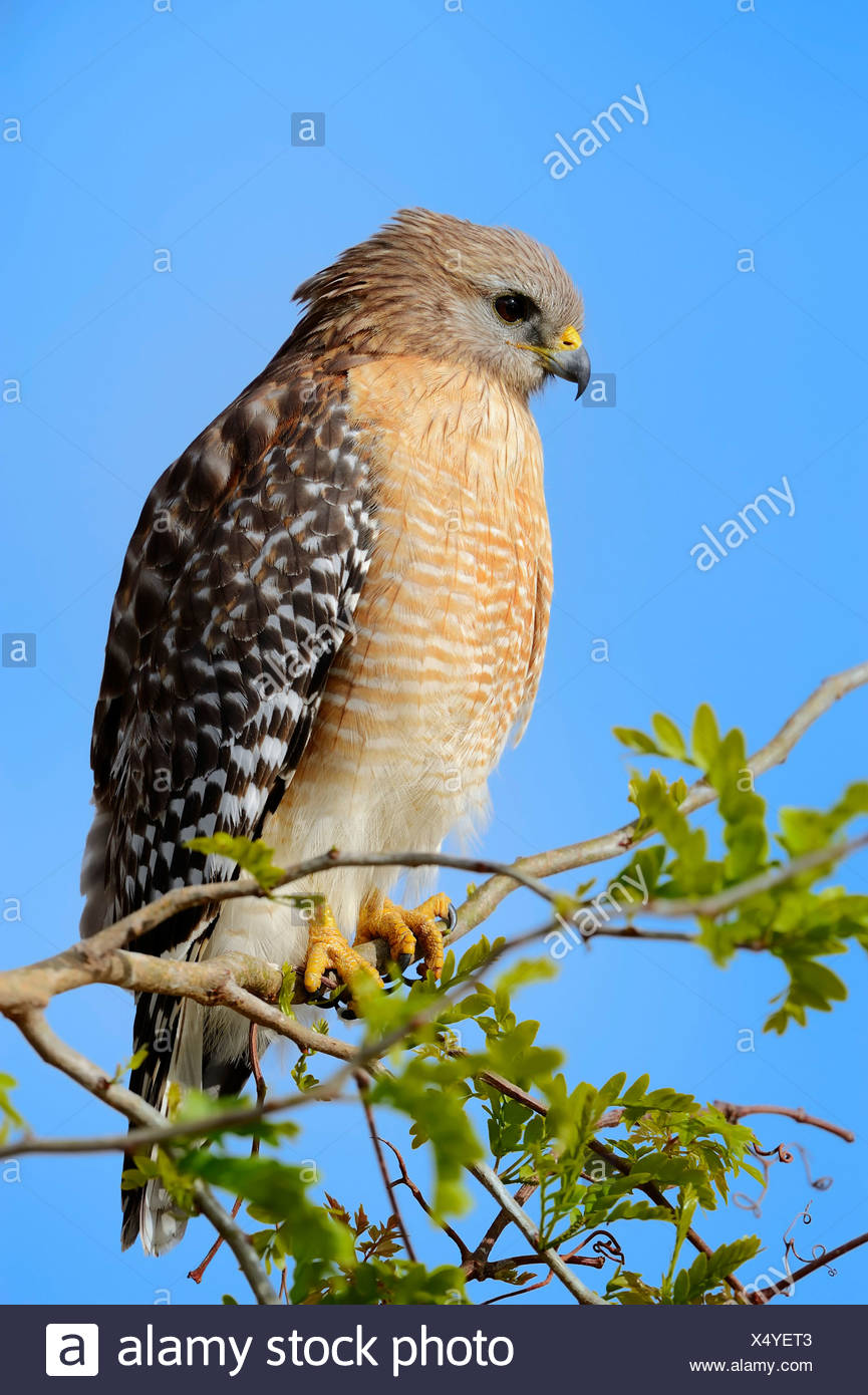 River Hawk Stock Photos & River Hawk Stock Images - Alamy