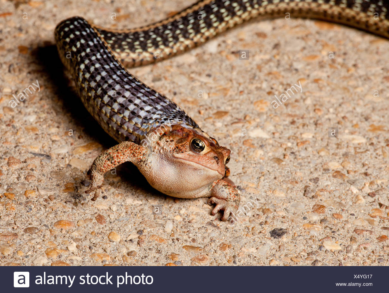 Snake Caught High Resolution Stock Photography and Images - Alamy