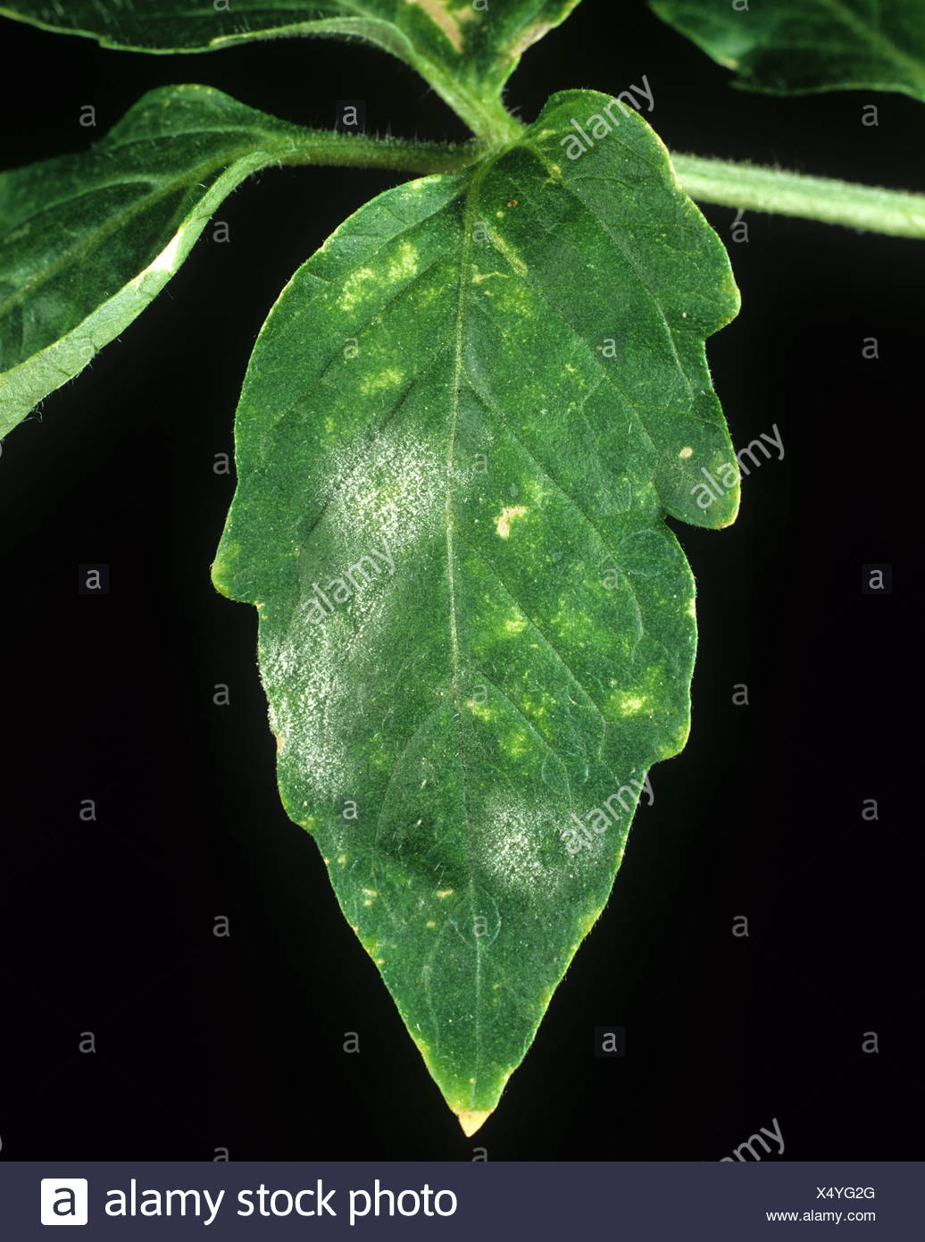 Oidium High Resolution Stock Photography and Images - Alamy