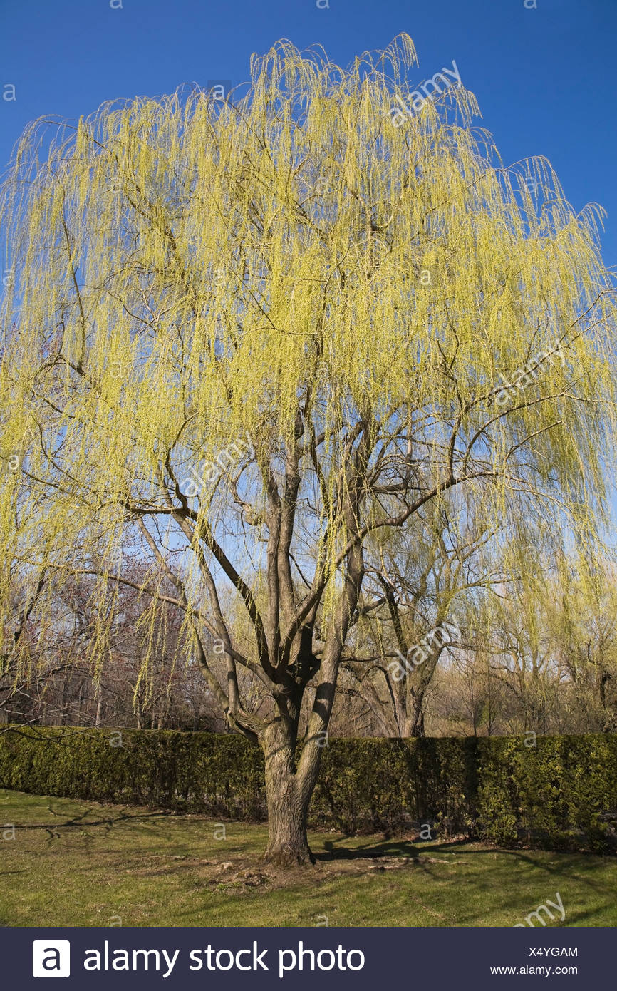 Peking Willow High Resolution Stock Photography and Images - Alamy