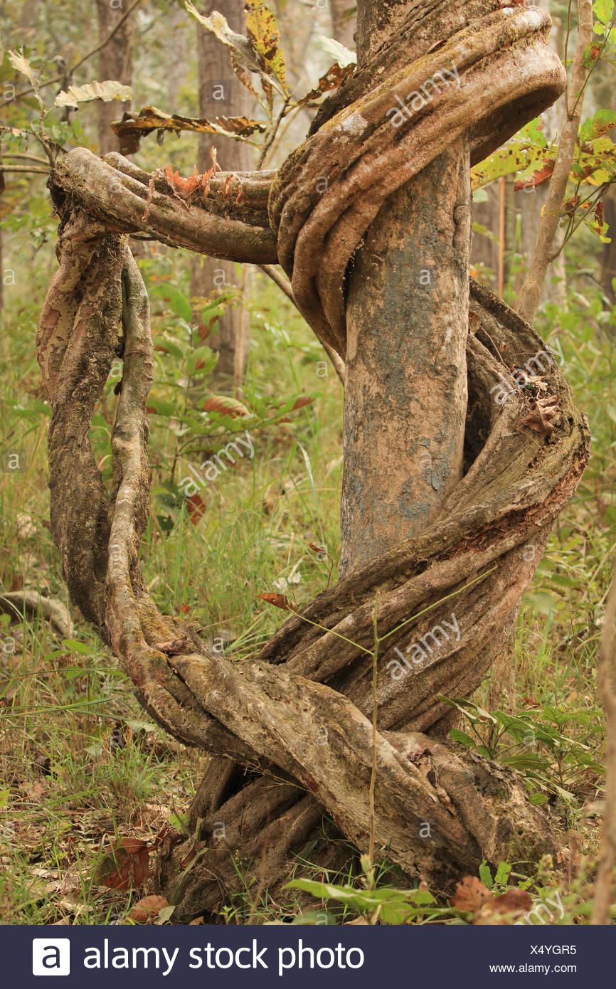Forest Liana High Resolution Stock Photography and Images - Alamy