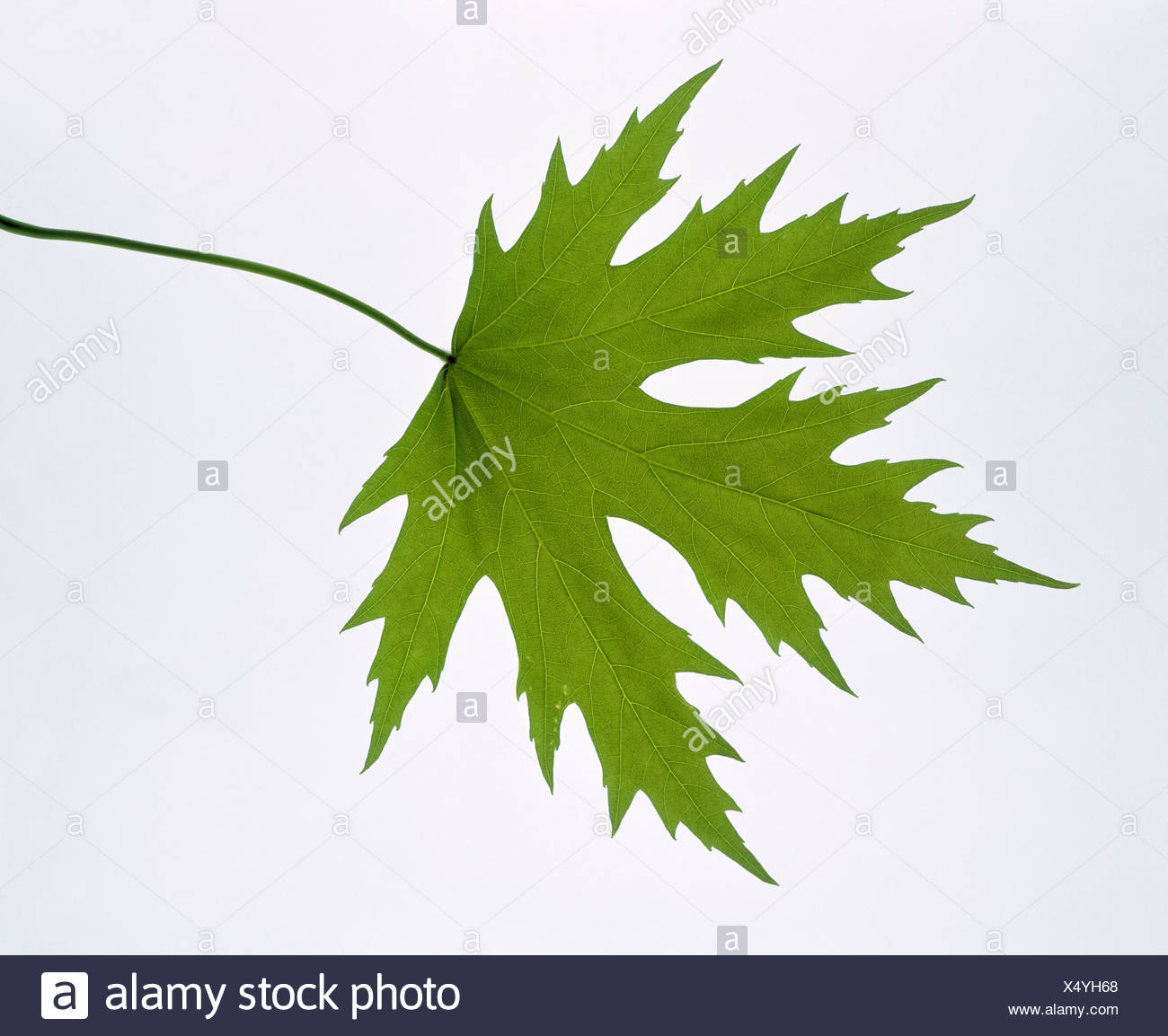 Palmate Lobes High Resolution Stock Photography and Images - Alamy