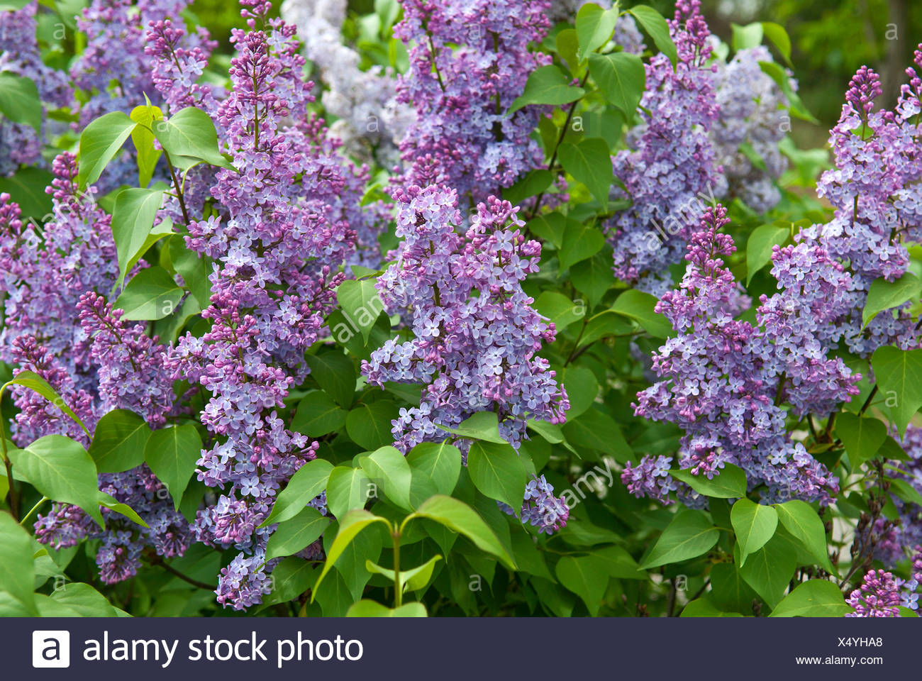 Syringa Vulgaris High Resolution Stock Photography and Images - Alamy