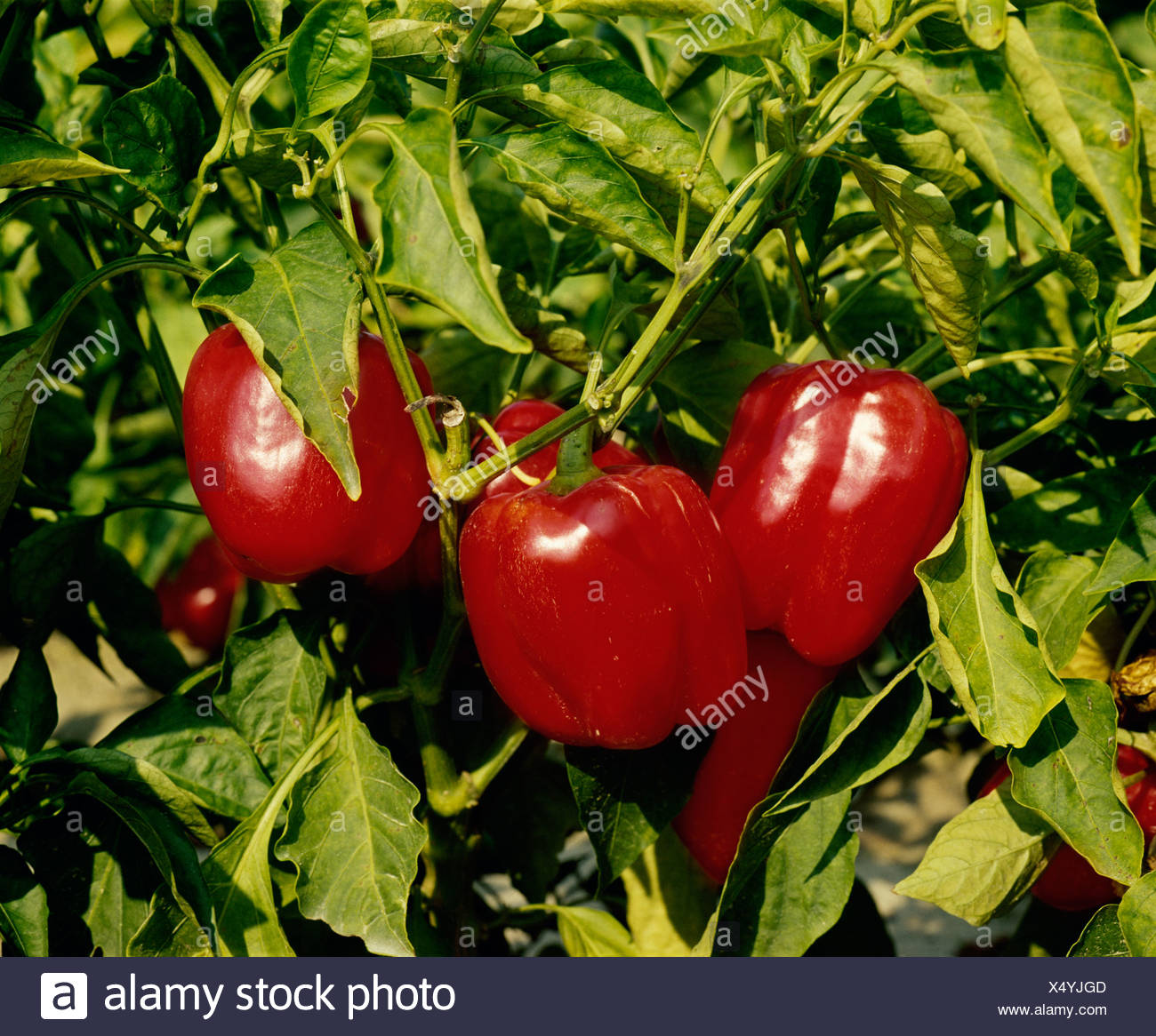 Bell Shaped Peppers High Resolution Stock Photography and Images - Alamy