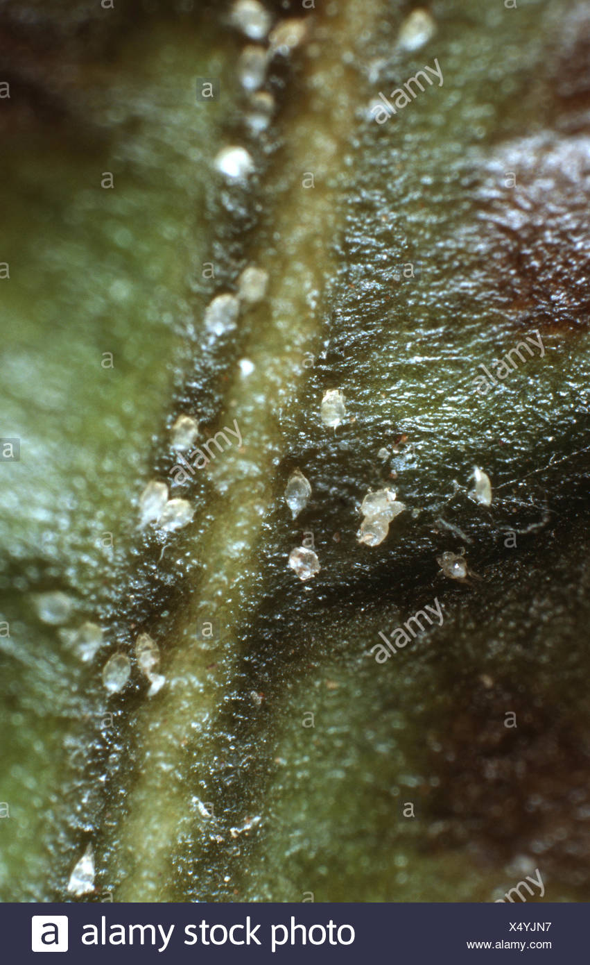 Vermin At Tea Plant High Resolution Stock Photography and Images - Alamy