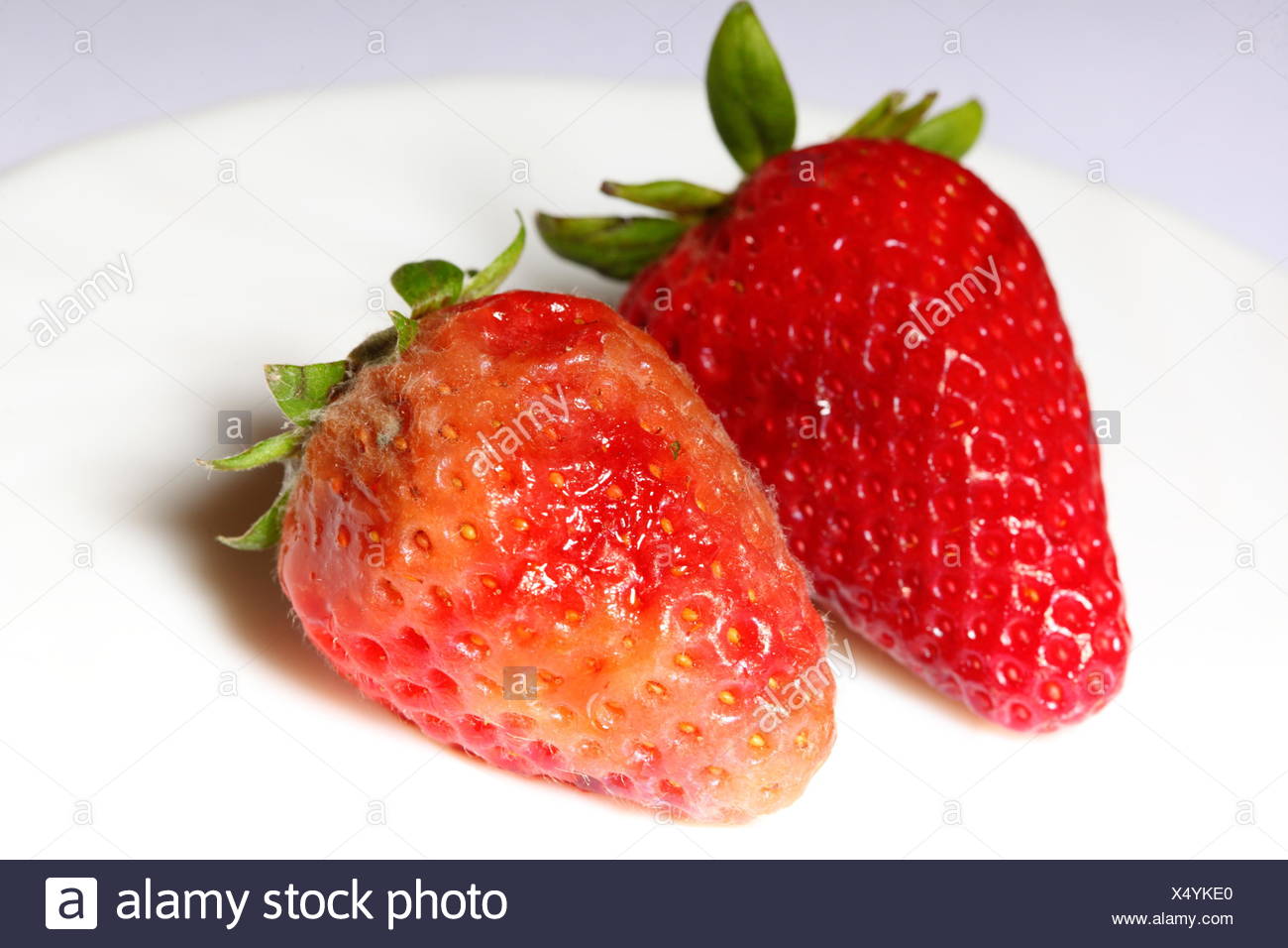 Rotten Strawberries Stock Photos & Rotten Strawberries Stock Images - Alamy