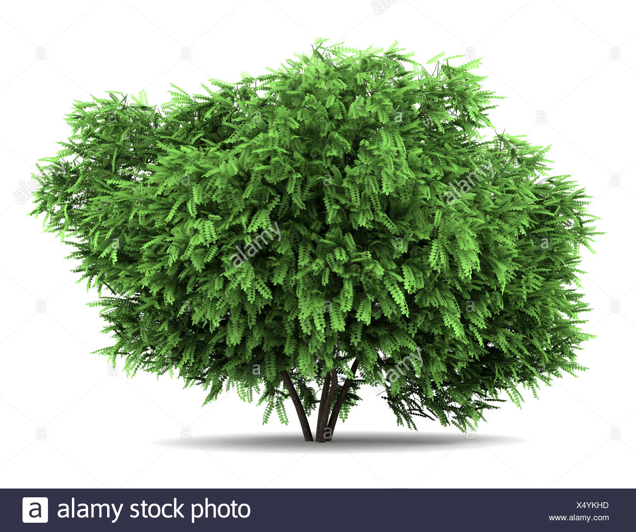 Desert False Indigo Amorpha High Resolution Stock Photography and ...