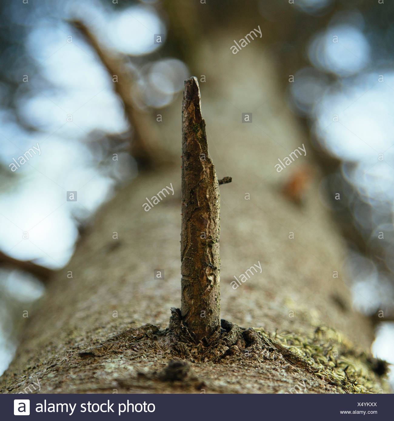 Broken Branch High Resolution Stock Photography and Images - Alamy