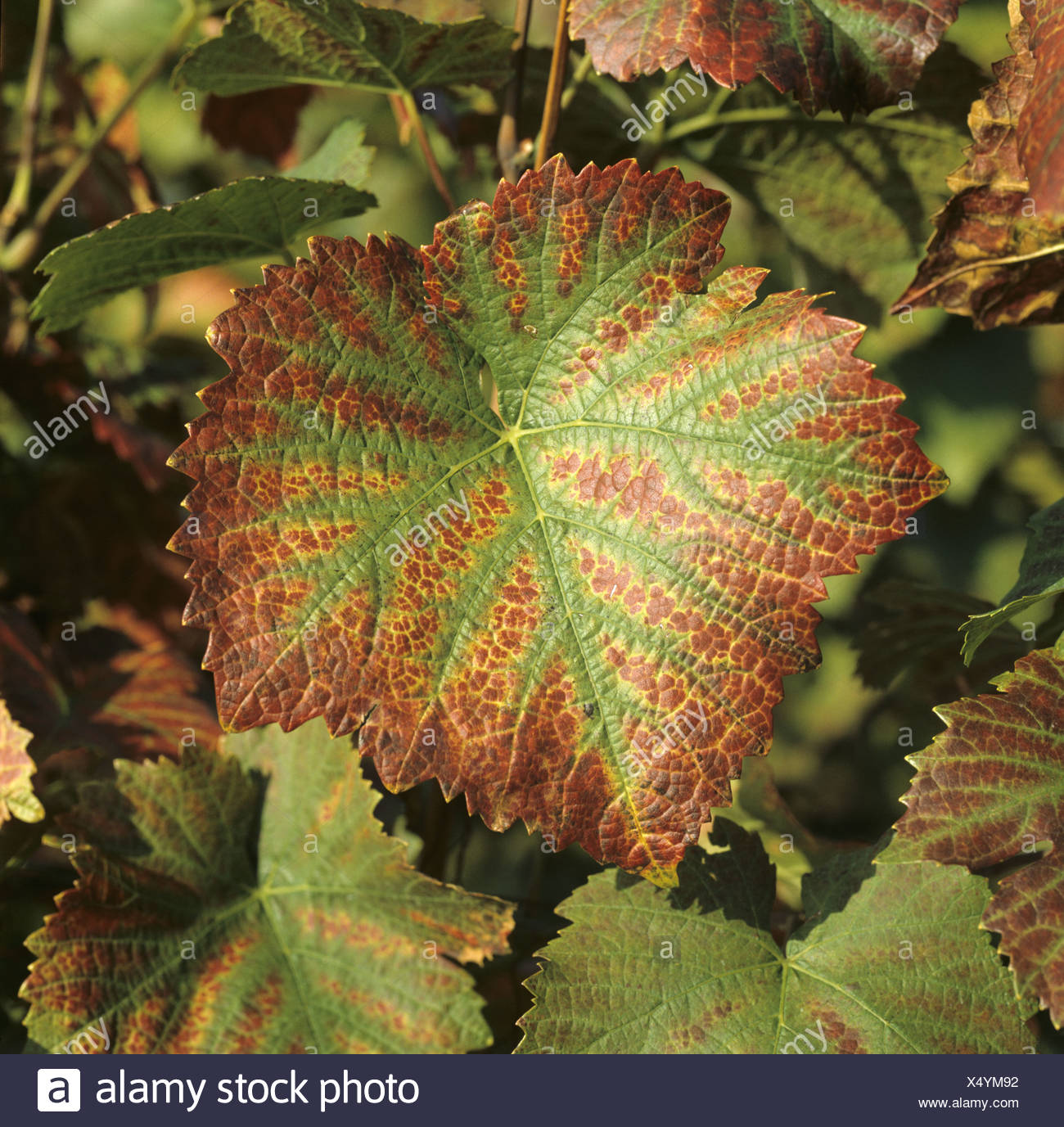 Magnesium Deficiency Leaves High Resolution Stock Photography and ...