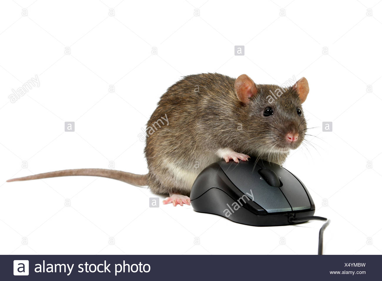 Rat And Computer Stock Photos & Rat And Computer Stock Images - Alamy