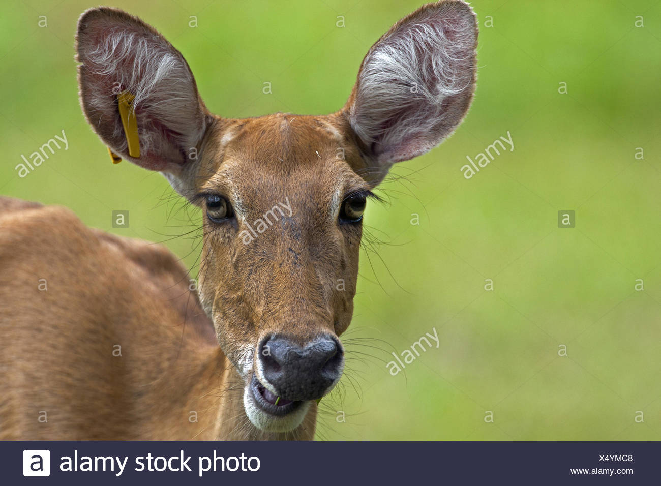 Cervus Eldii Eldii High Resolution Stock Photography and Images - Alamy