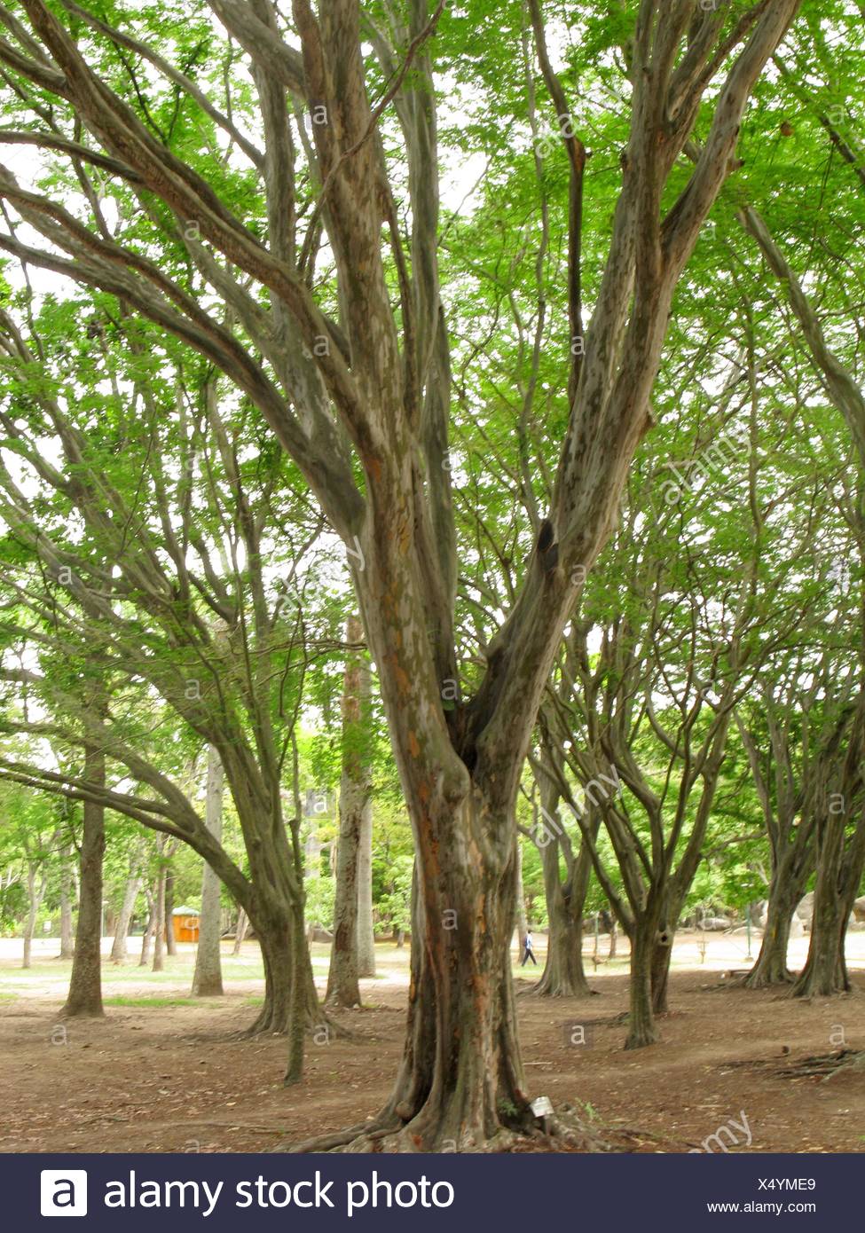 Neural Forest High Resolution Stock Photography and Images - Alamy