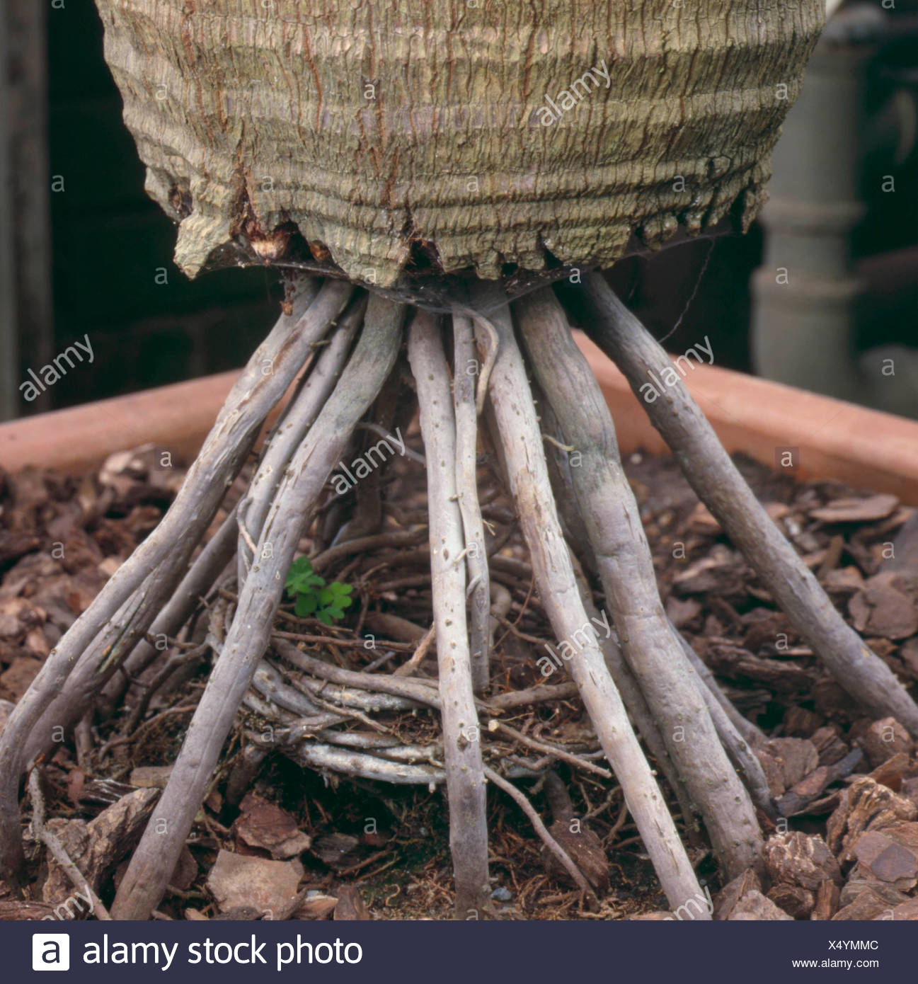 Swollen Roots High Resolution Stock Photography and Images - Alamy
