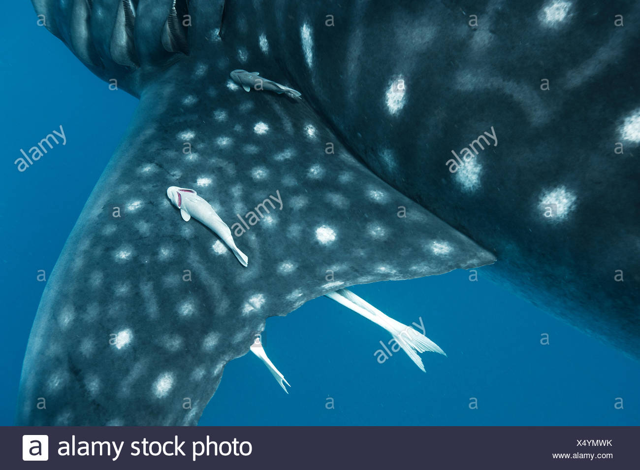 Mutualism Stock Photos & Mutualism Stock Images - Alamy