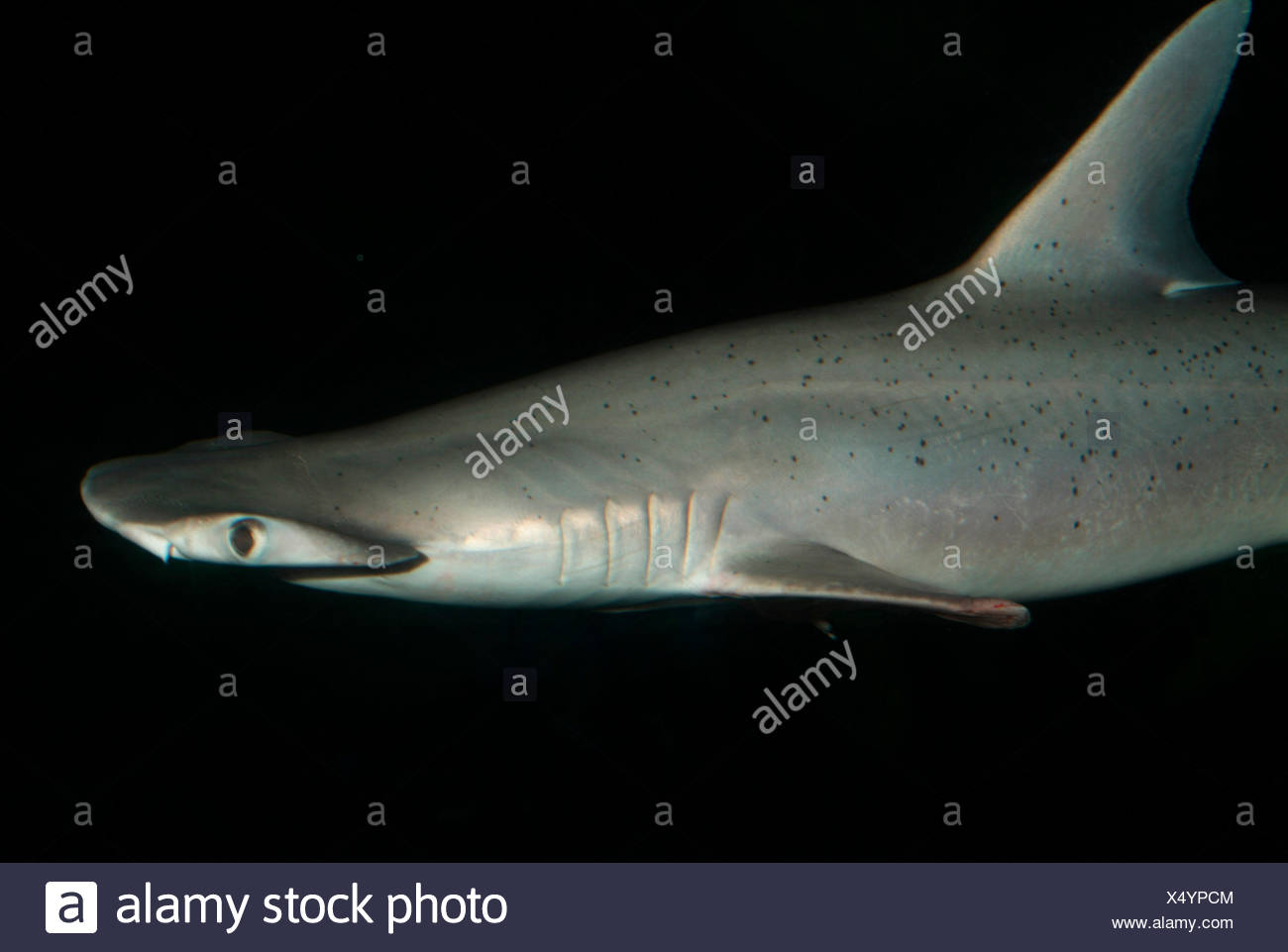 Juvenile Shark Stock Photos & Juvenile Shark Stock Images - Alamy