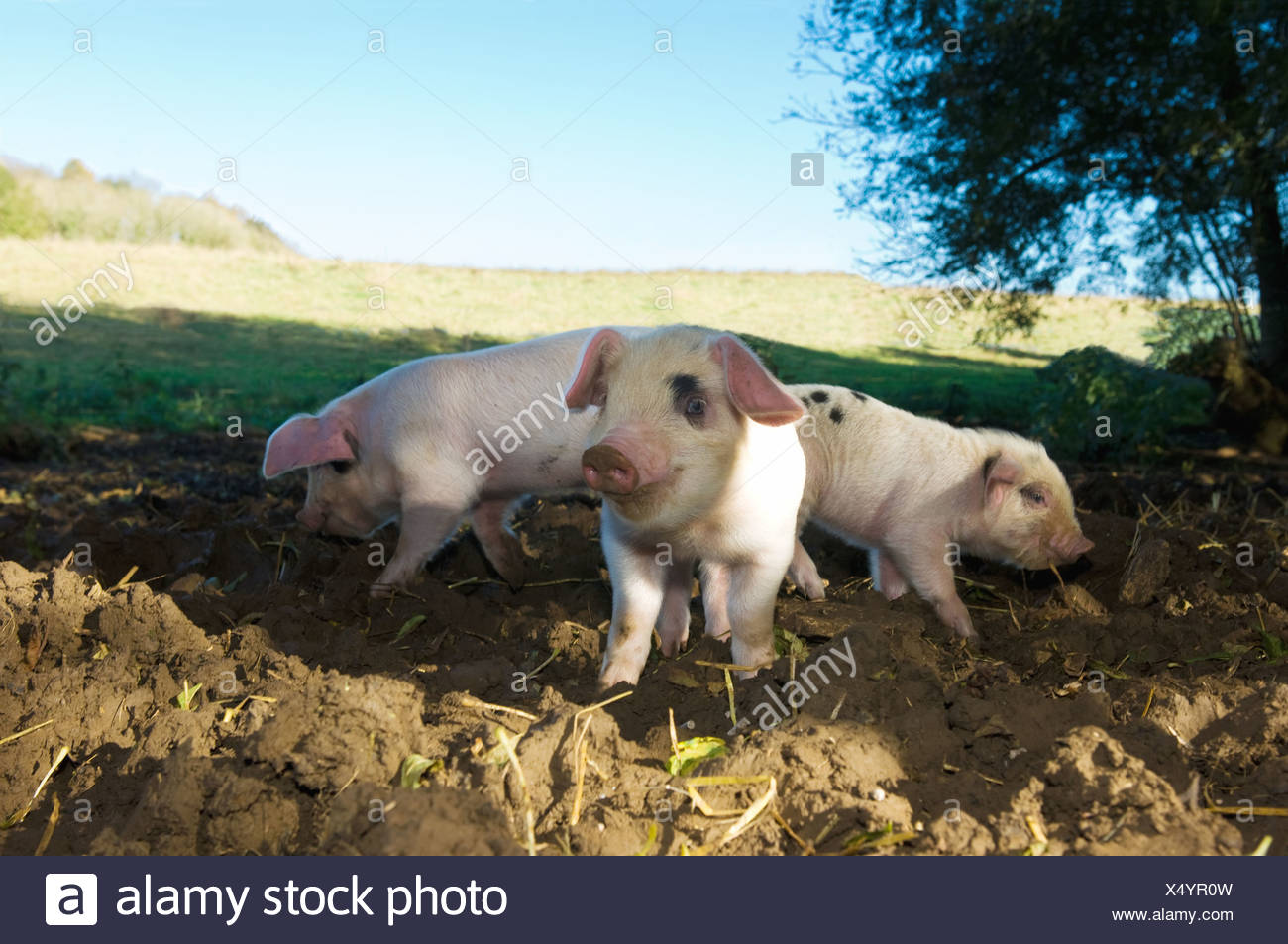 Pigs In Field High Resolution Stock Photography and Images - Alamy