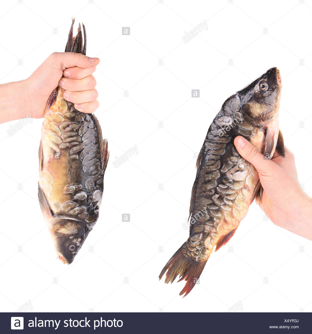 Mirror Carp Underwater High Resolution Stock Photography and Images - Alamy