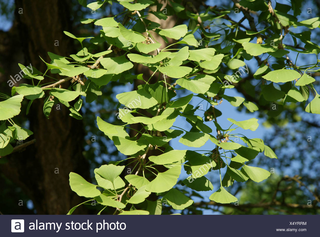 Ginkgo Baum High Resolution Stock Photography and Images - Alamy