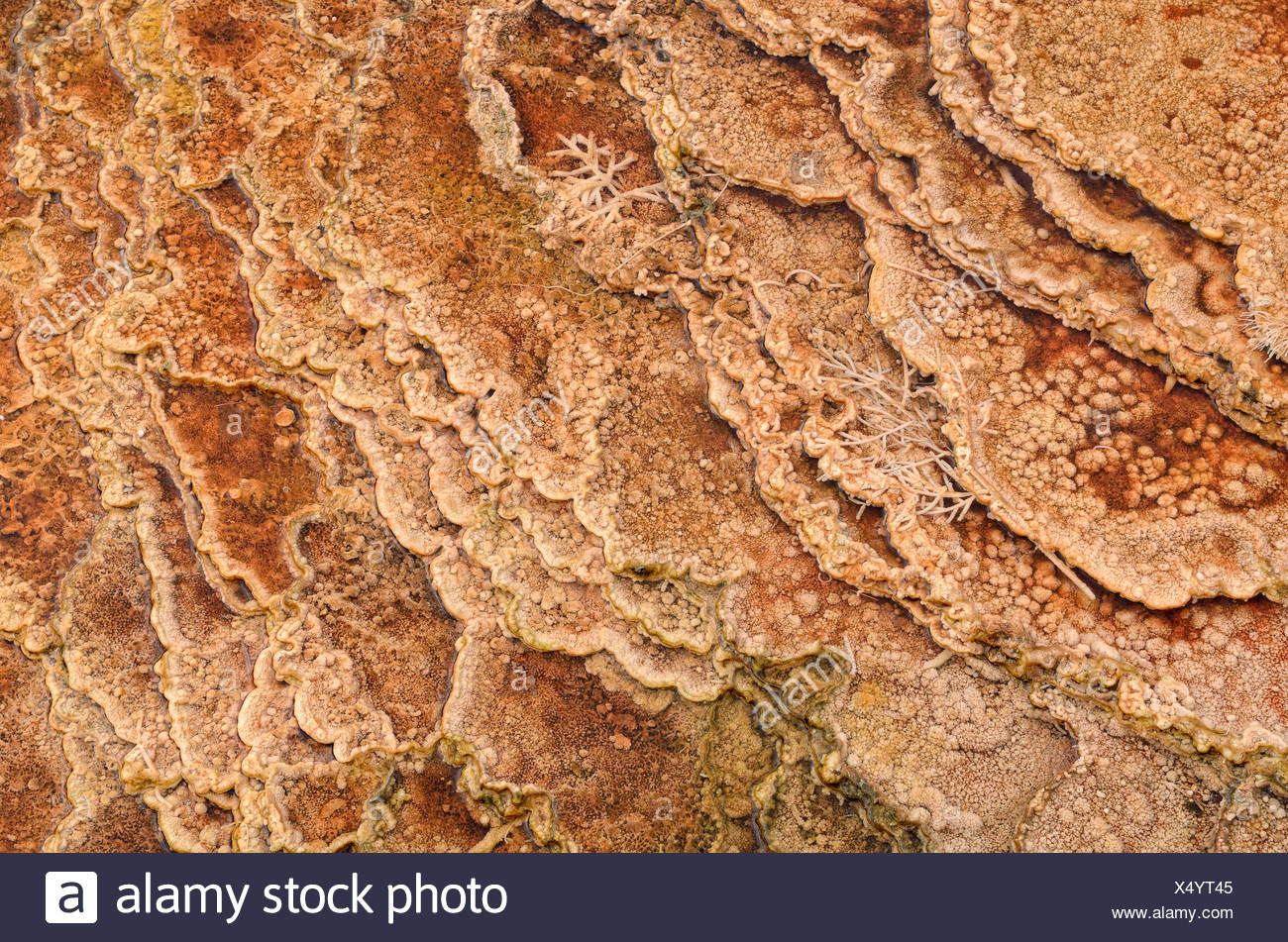Thermophilic Bacteria High Resolution Stock Photography and Images - Alamy