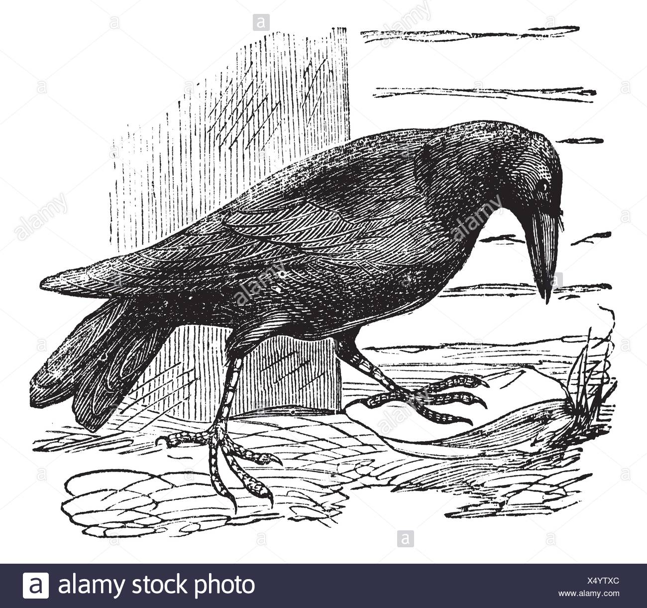 Raven Flying Illustration High Resolution Stock Photography and Images ...