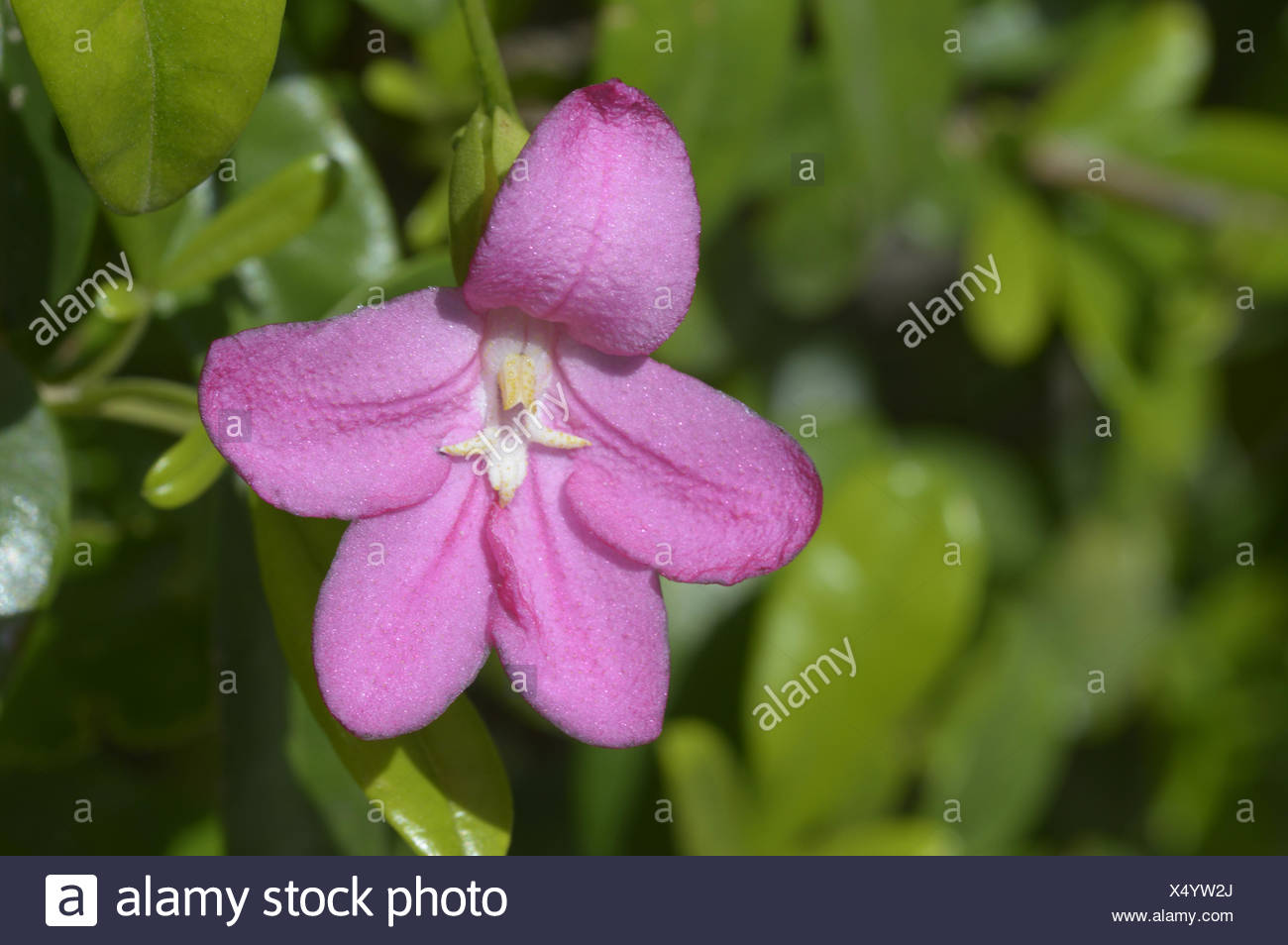Details Shrub With Pink Flowers High Resolution Stock Photography and ...