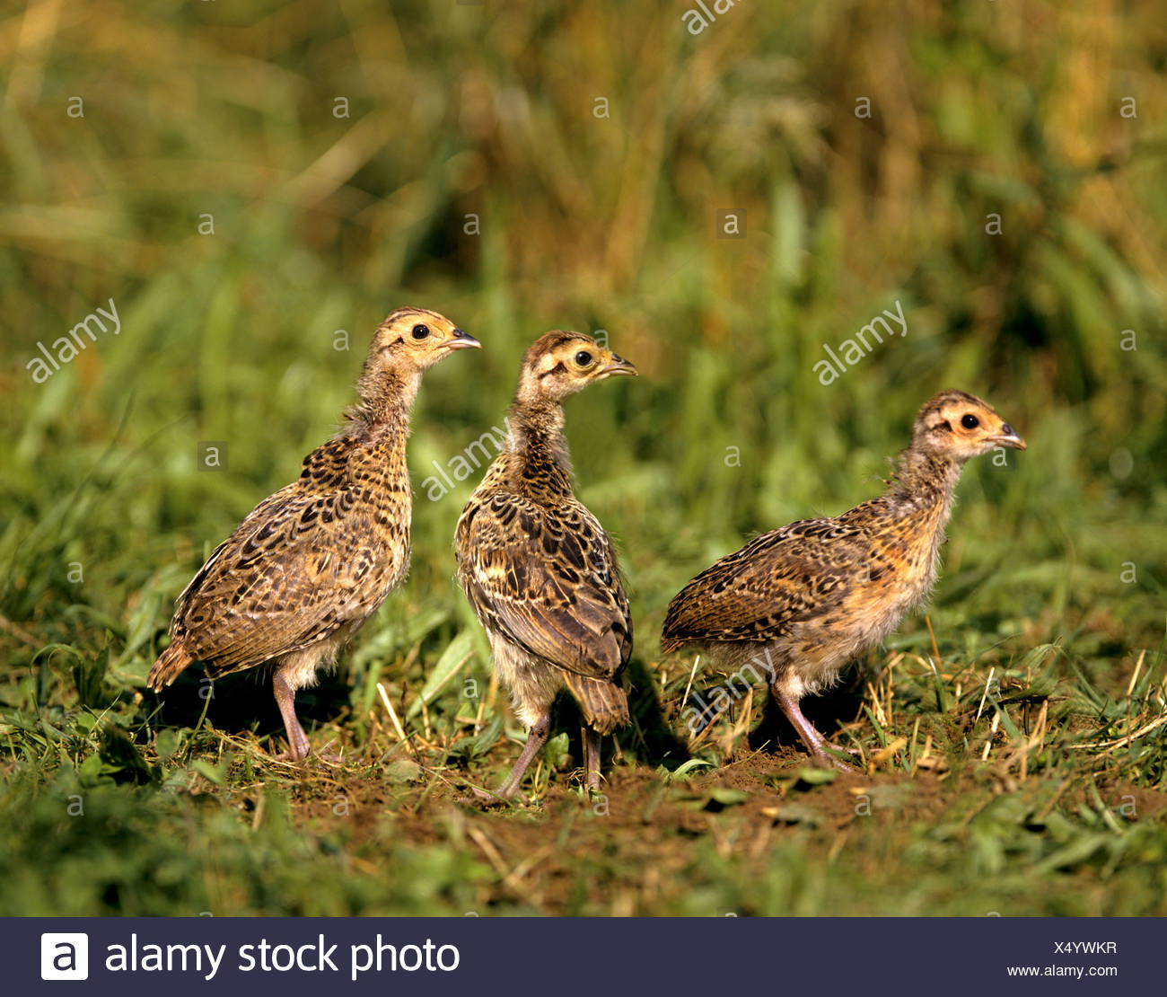 Young Pheasant Stock Photos & Young Pheasant Stock Images - Alamy