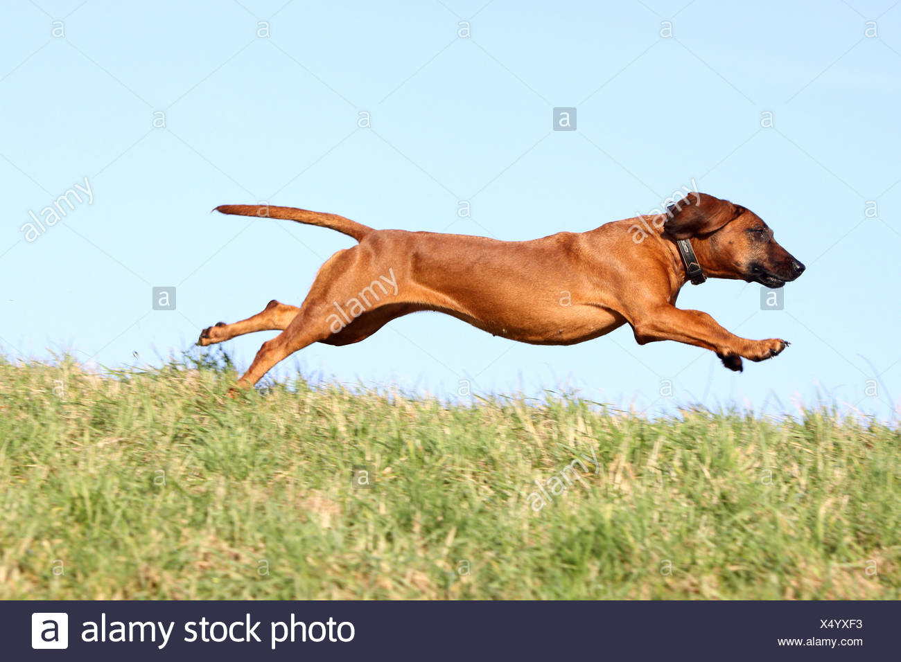 Running Hounds High Resolution Stock Photography and Images - Alamy