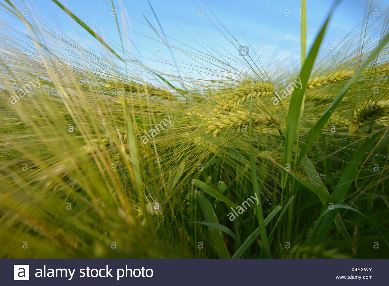 Barley Seed Head High Resolution Stock Photography and Images - Alamy