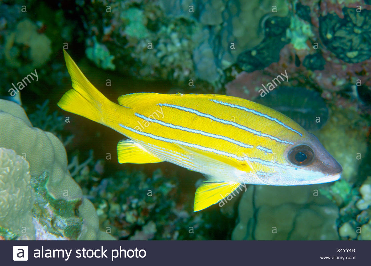 Common Bluestripe Snapper High Resolution Stock Photography and Images ...