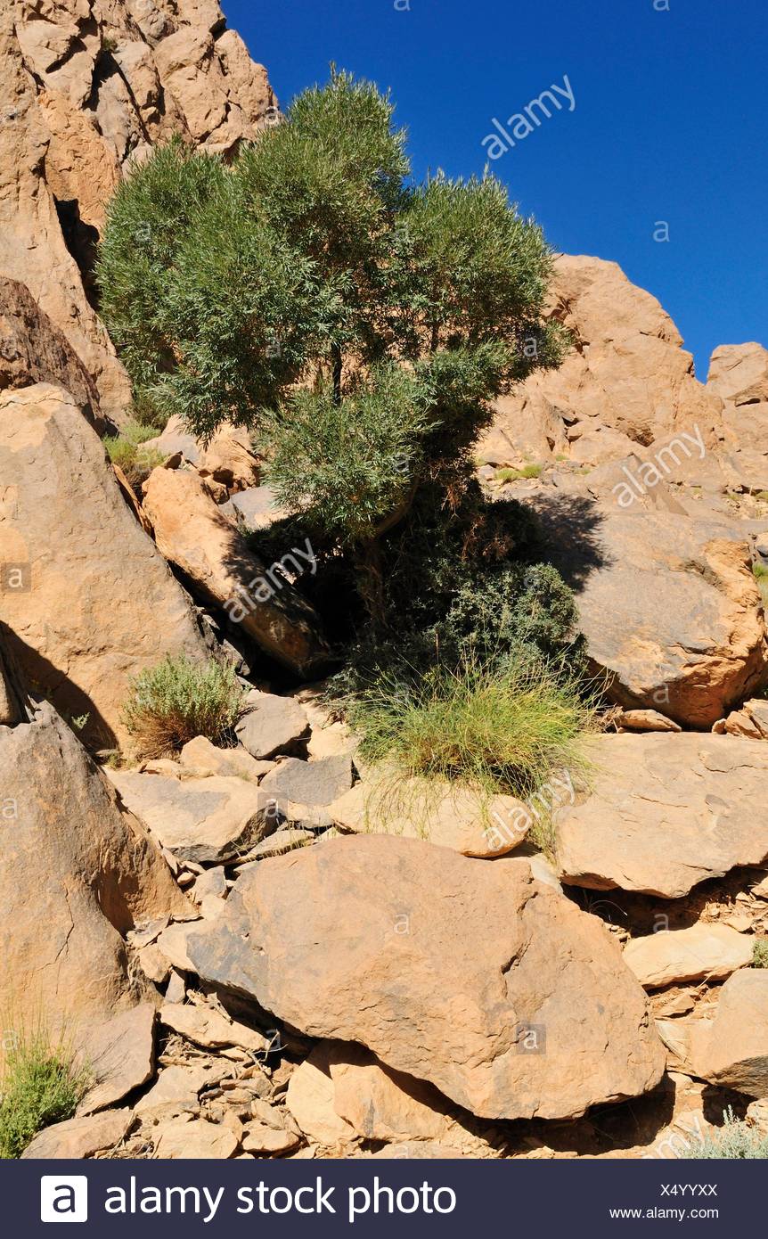 African Olive Tree High Resolution Stock Photography and Images - Alamy