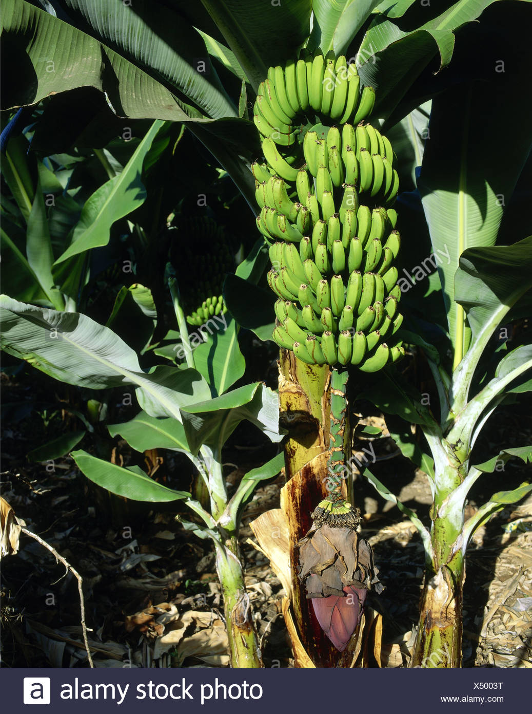 Musa High Resolution Stock Photography and Images - Alamy