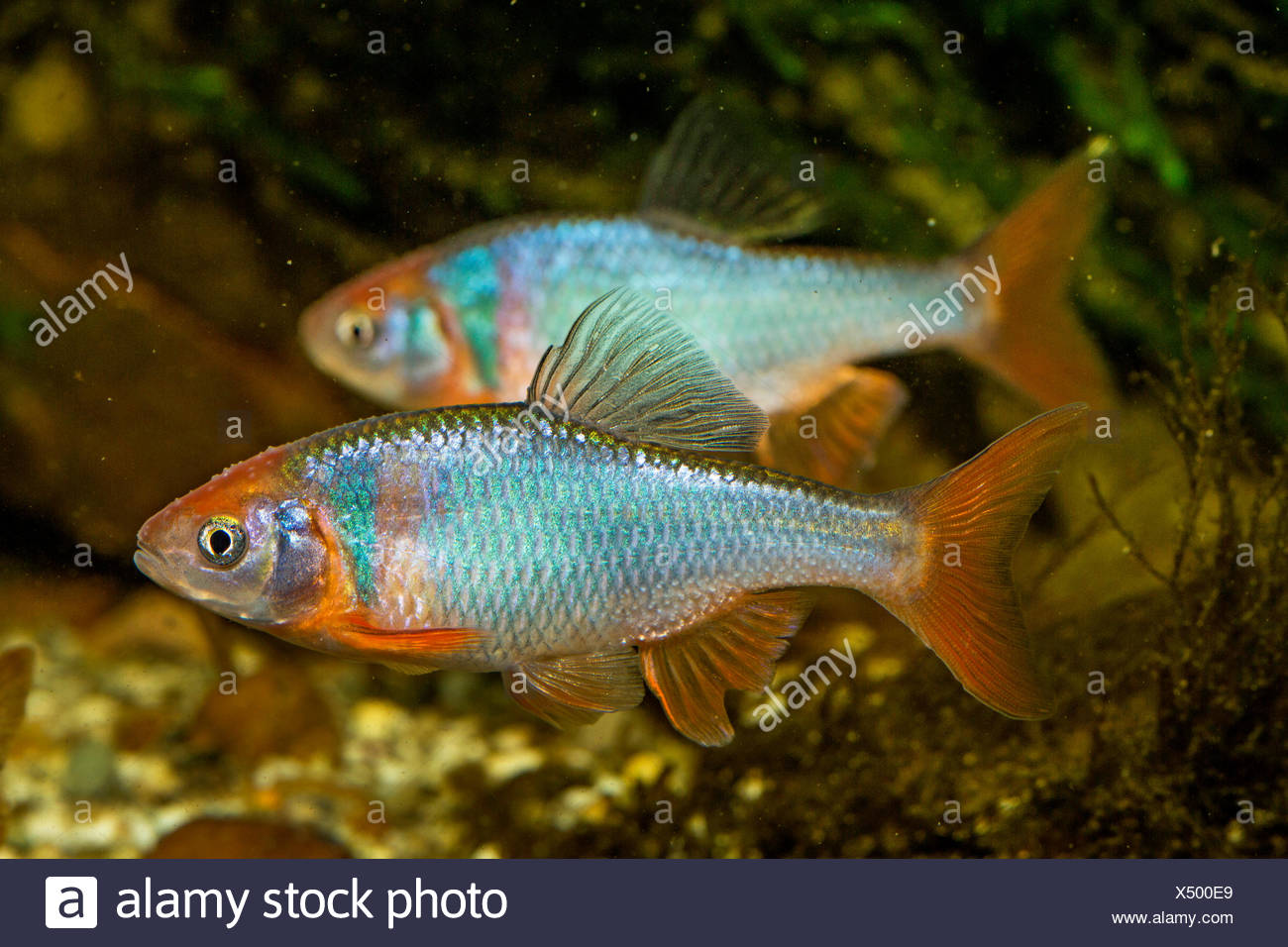 Red Shiner Notropis Lutrensis High Resolution Stock Photography and ...