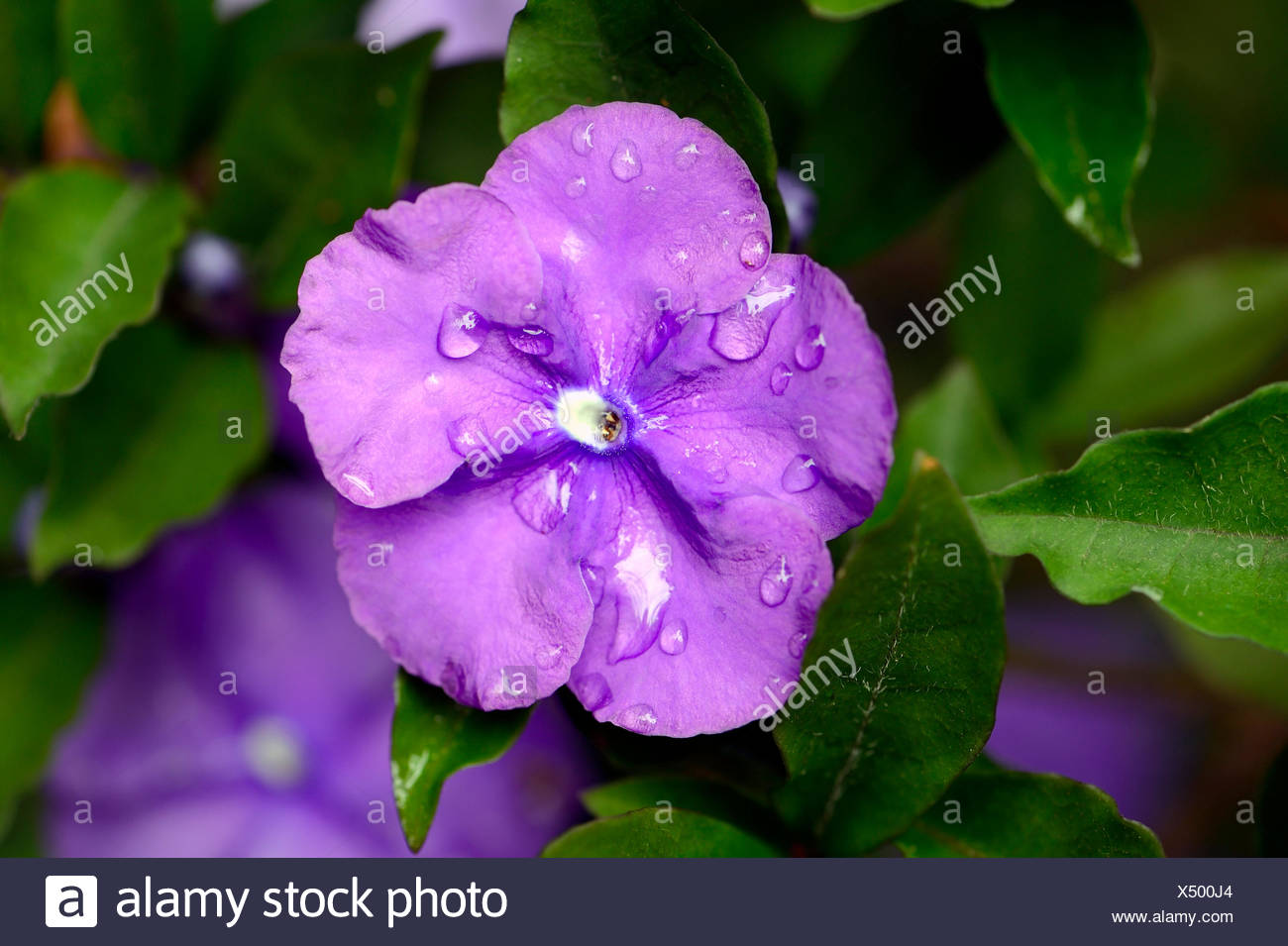 Brunfelsia Uniflora High Resolution Stock Photography and Images - Alamy