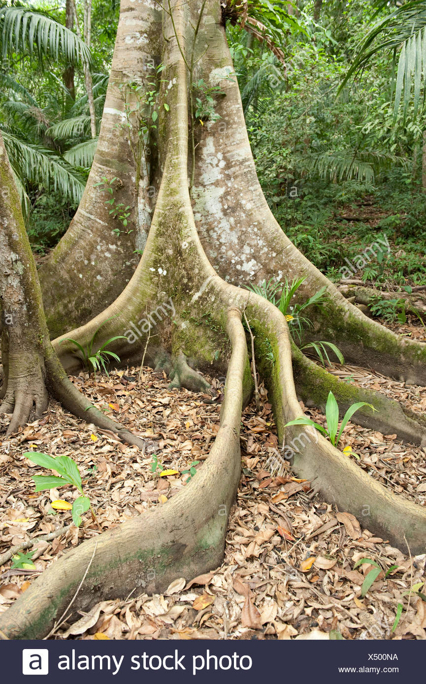 Plants Large Jungle High Resolution Stock Photography and Images - Alamy
