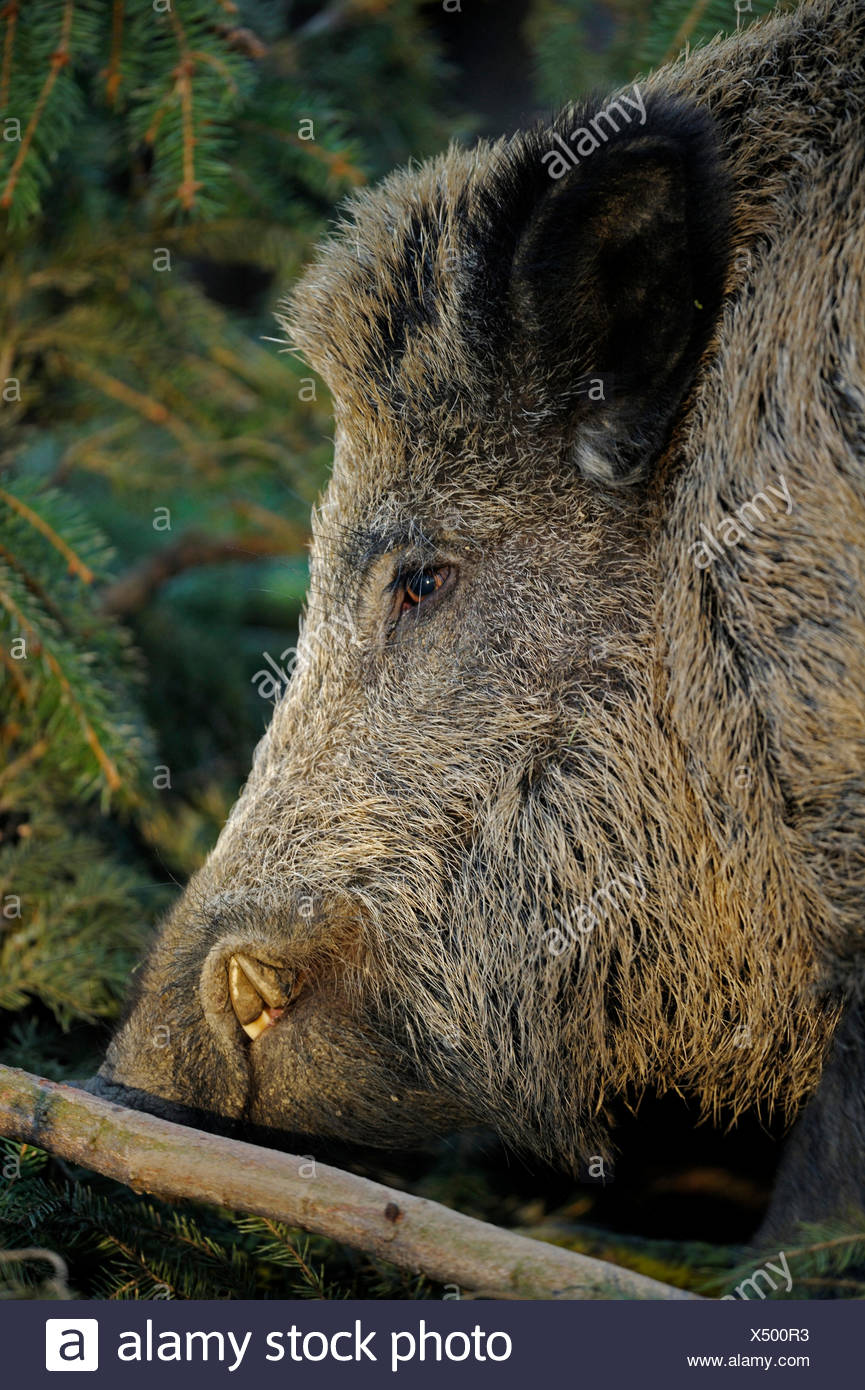 Boar Fang High Resolution Stock Photography and Images - Alamy