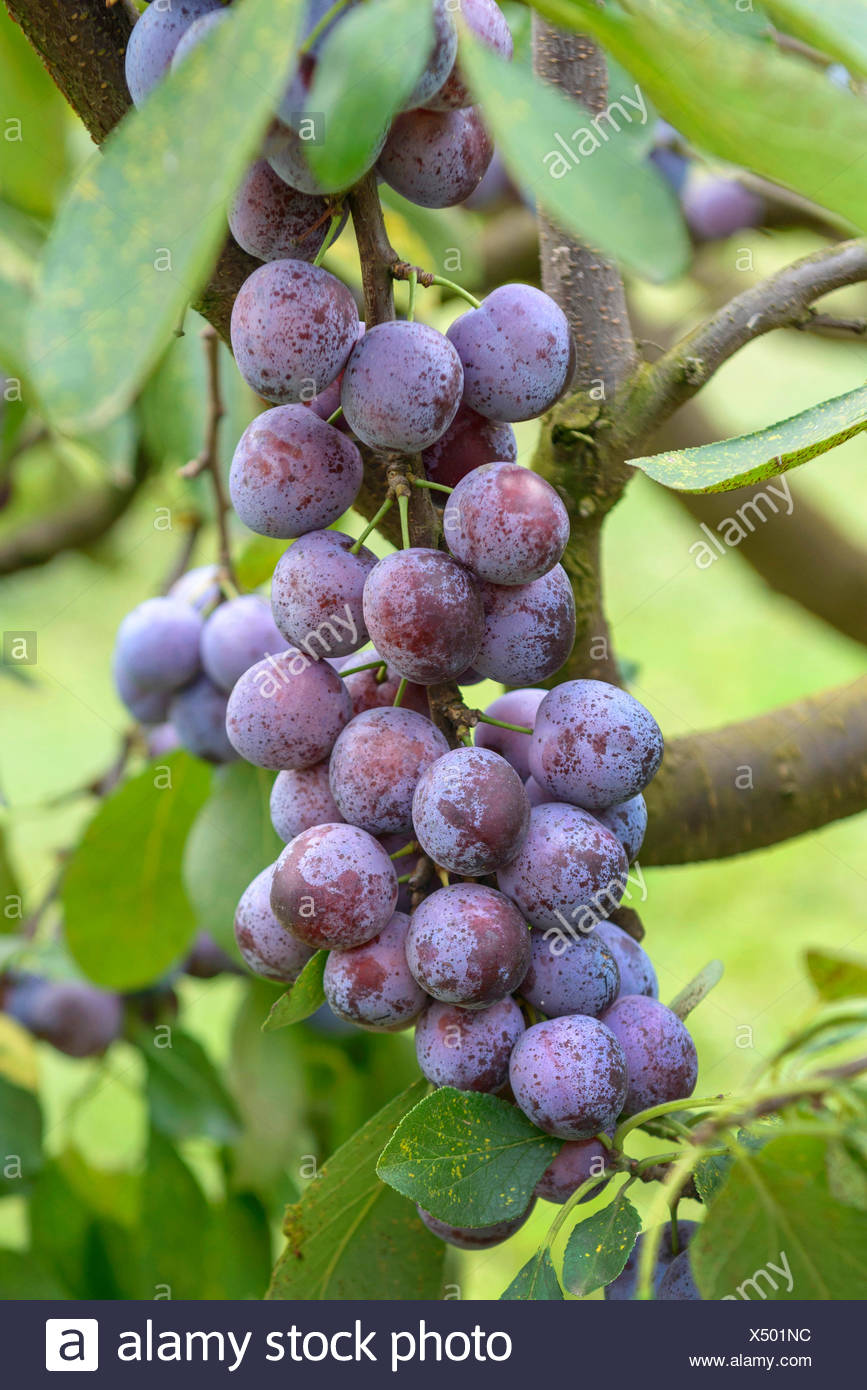 Opal Fruits High Resolution Stock Photography and Images - Alamy