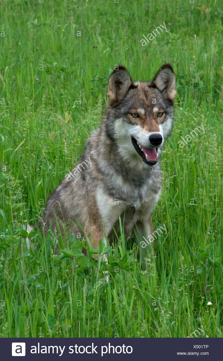 Wolf Sitting High Resolution Stock Photography and Images - Alamy