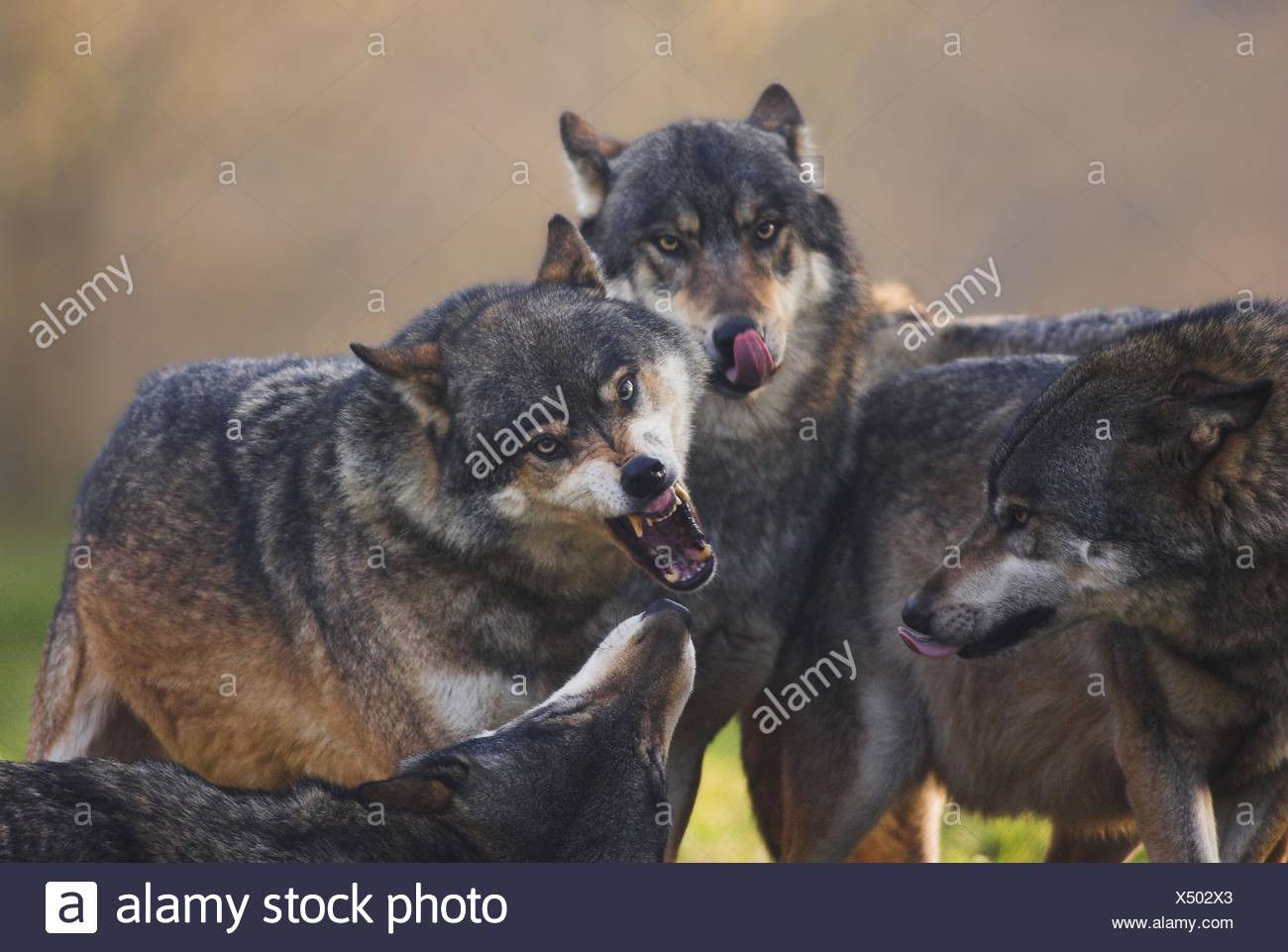 Submissive Behavior Animals High Resolution Stock Photography and ...