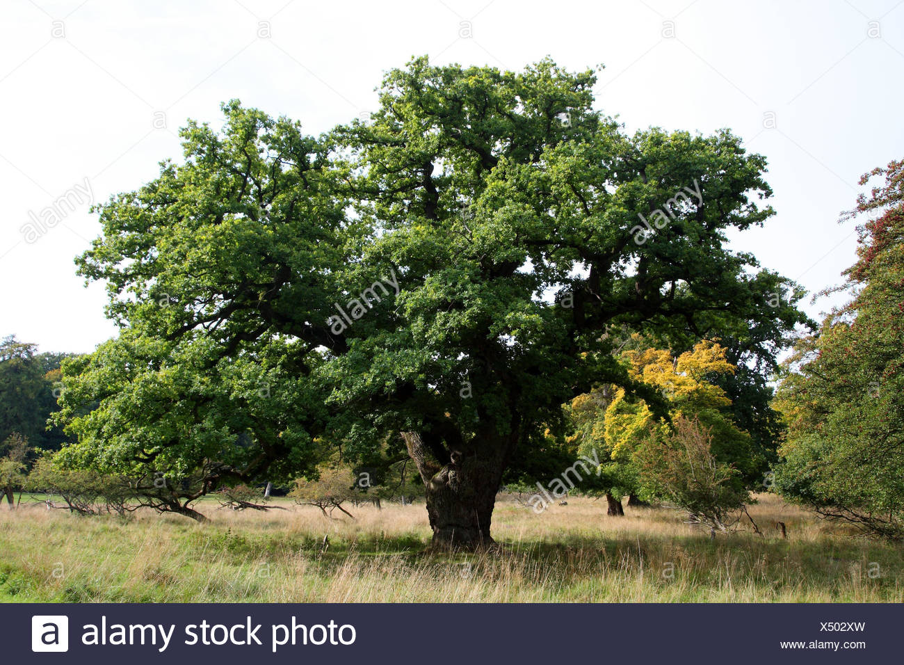 Old Common Oak High Resolution Stock Photography and Images - Alamy